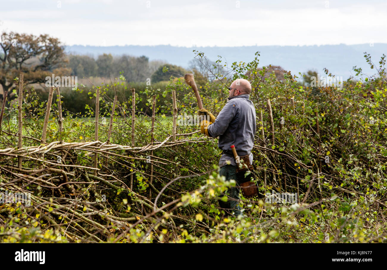 Hedge laying hi-res stock photography and images - Alamy