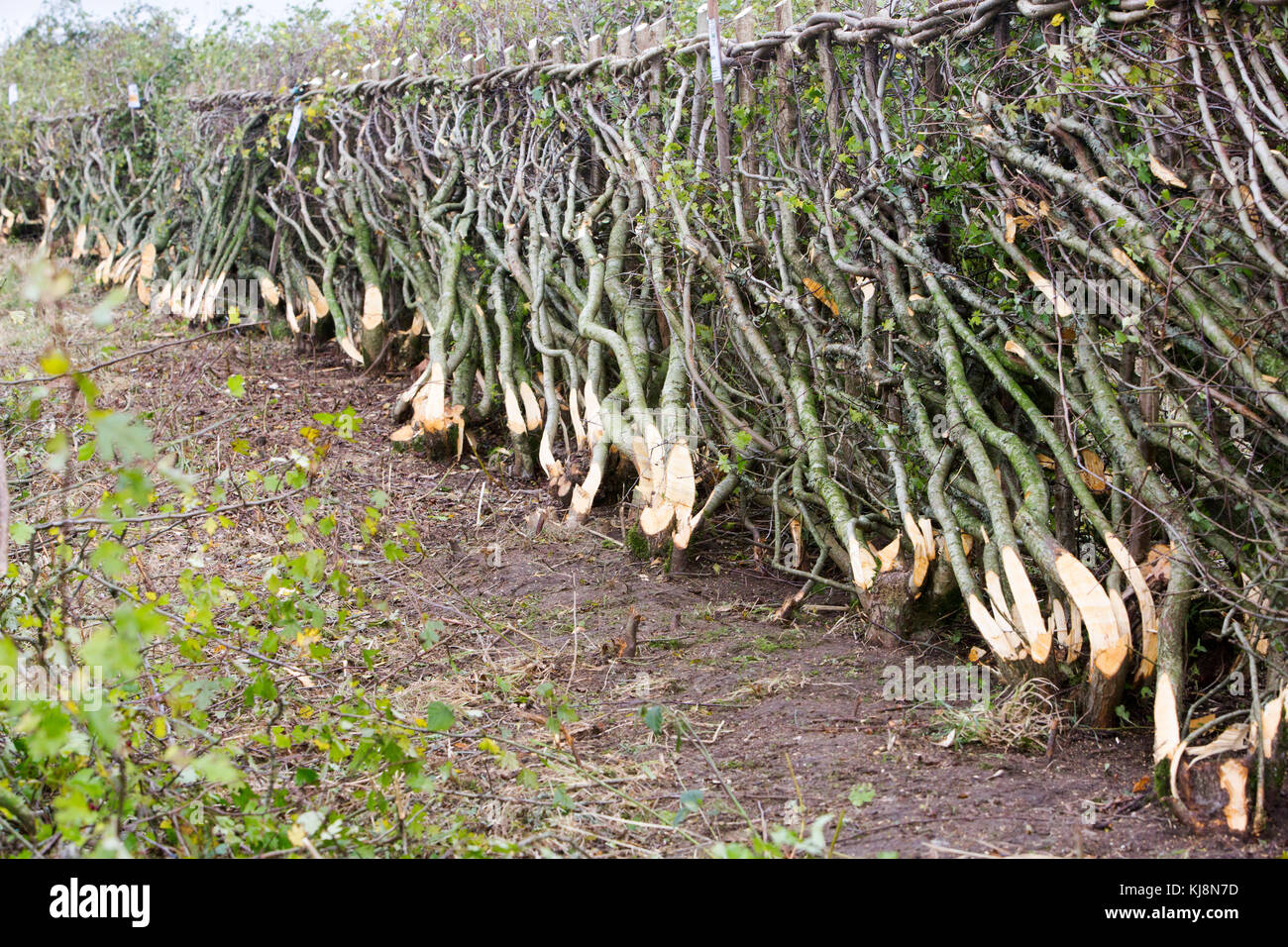 39th National Hedge laying championships at Stourhead, Wiltshire ...