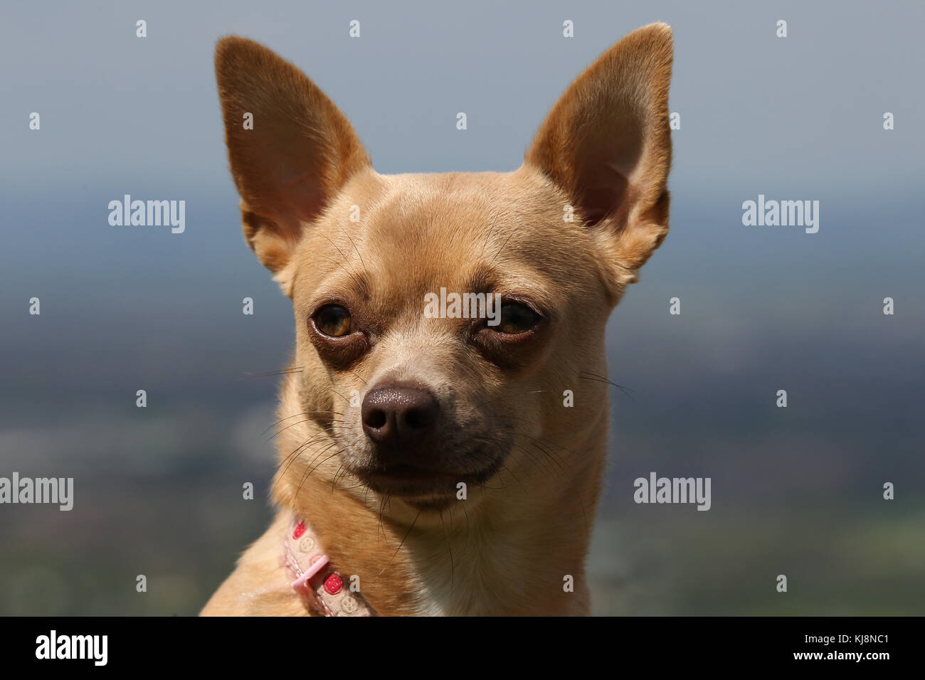 Chihuahua dog landscape headshot looking alert Stock Photo - Alamy