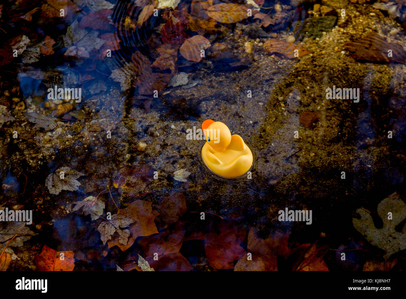 A rubber duck floating in a stream Stock Photo - Alamy
