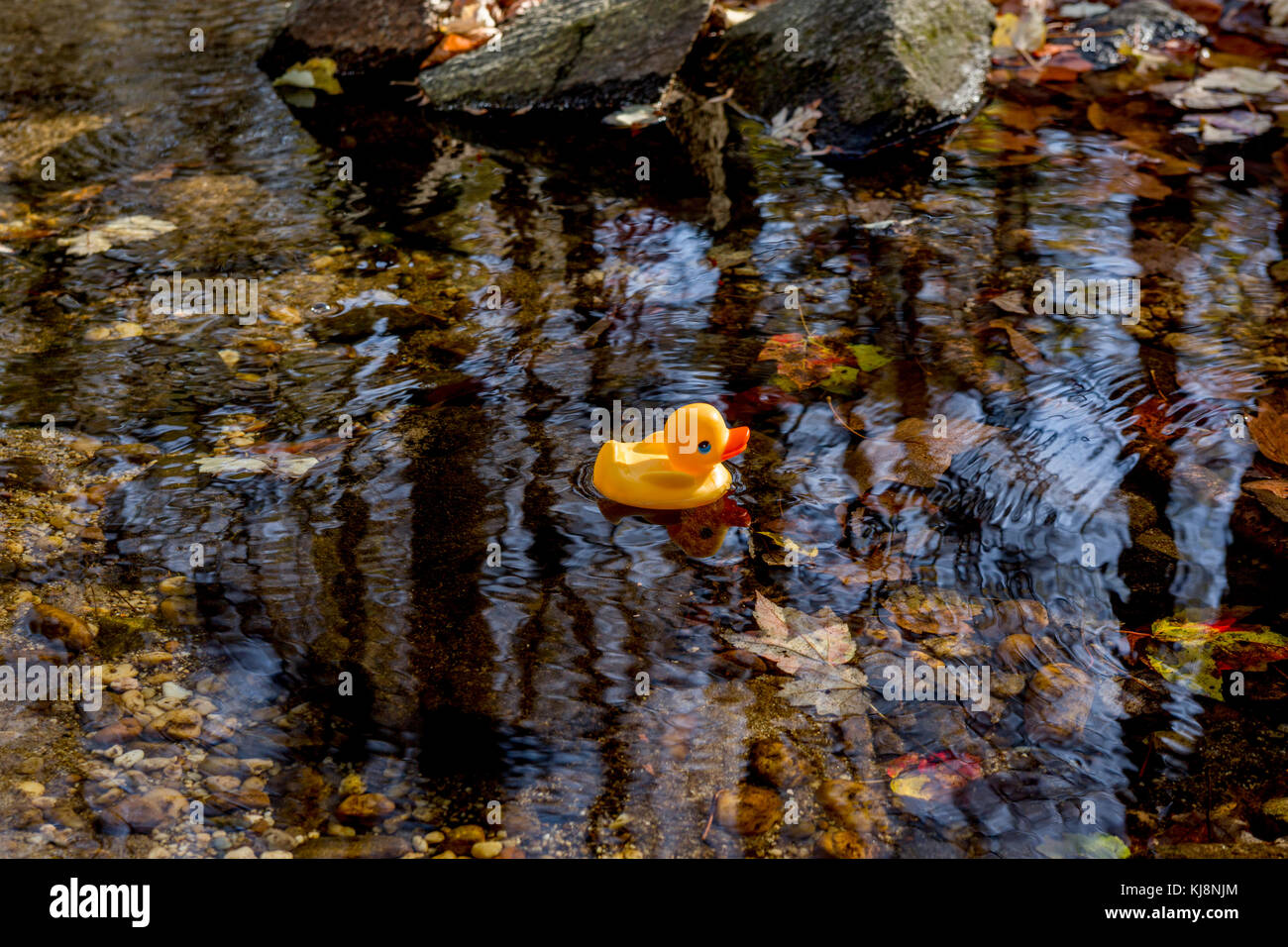 A rubber duck floating in a stream Stock Photo - Alamy