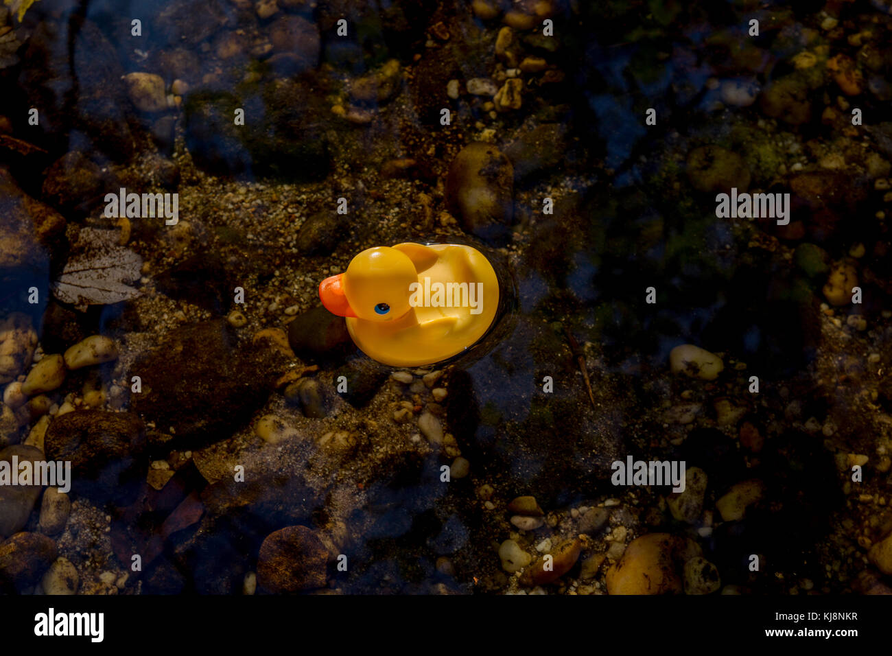 A rubber duck floating in a stream Stock Photo - Alamy