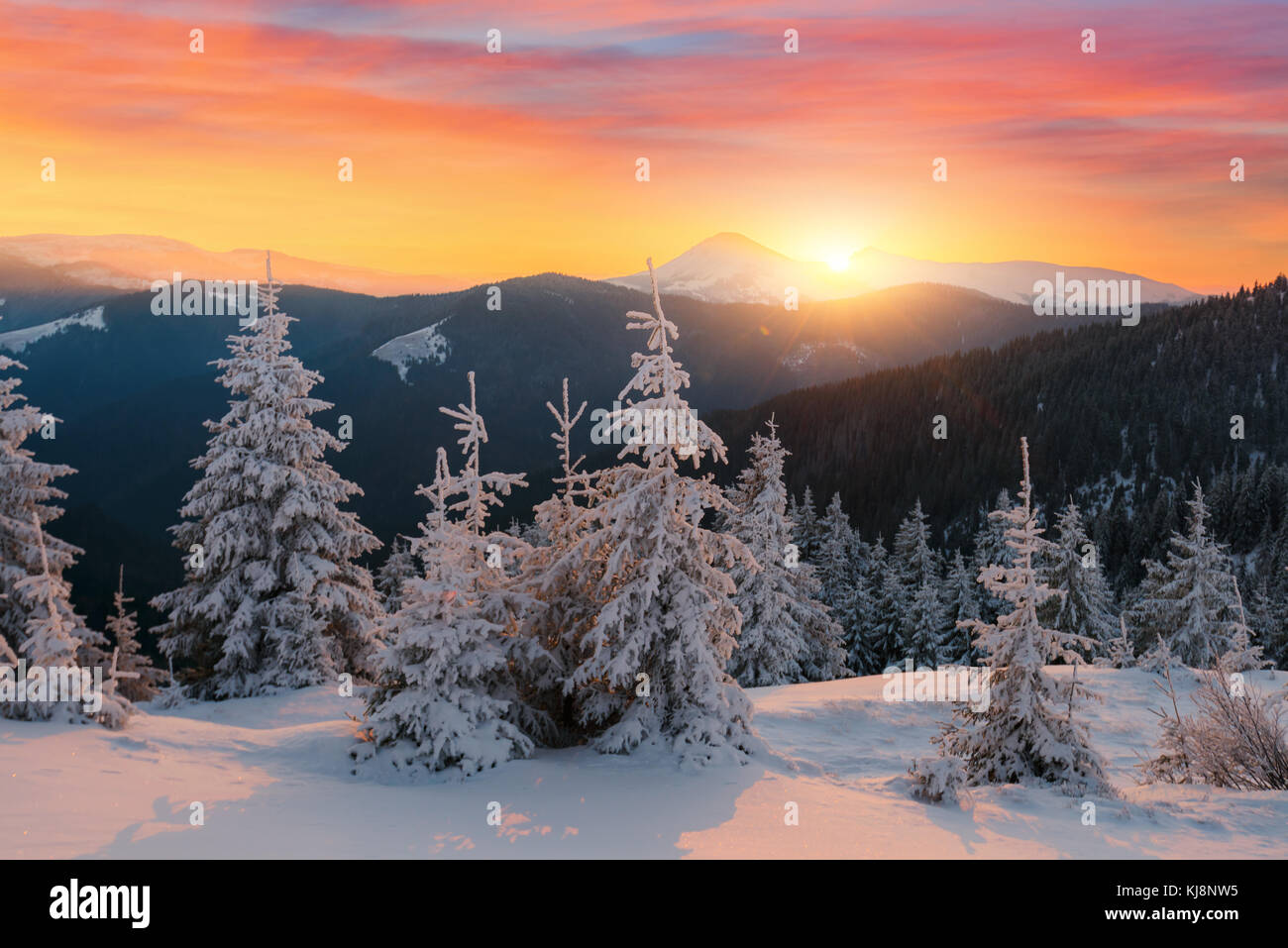 Dramatic wintry scene with snowy trees Stock Photo - Alamy