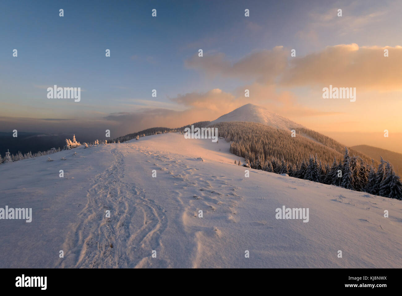 Dramatic wintry scene with snowy trees Stock Photo - Alamy