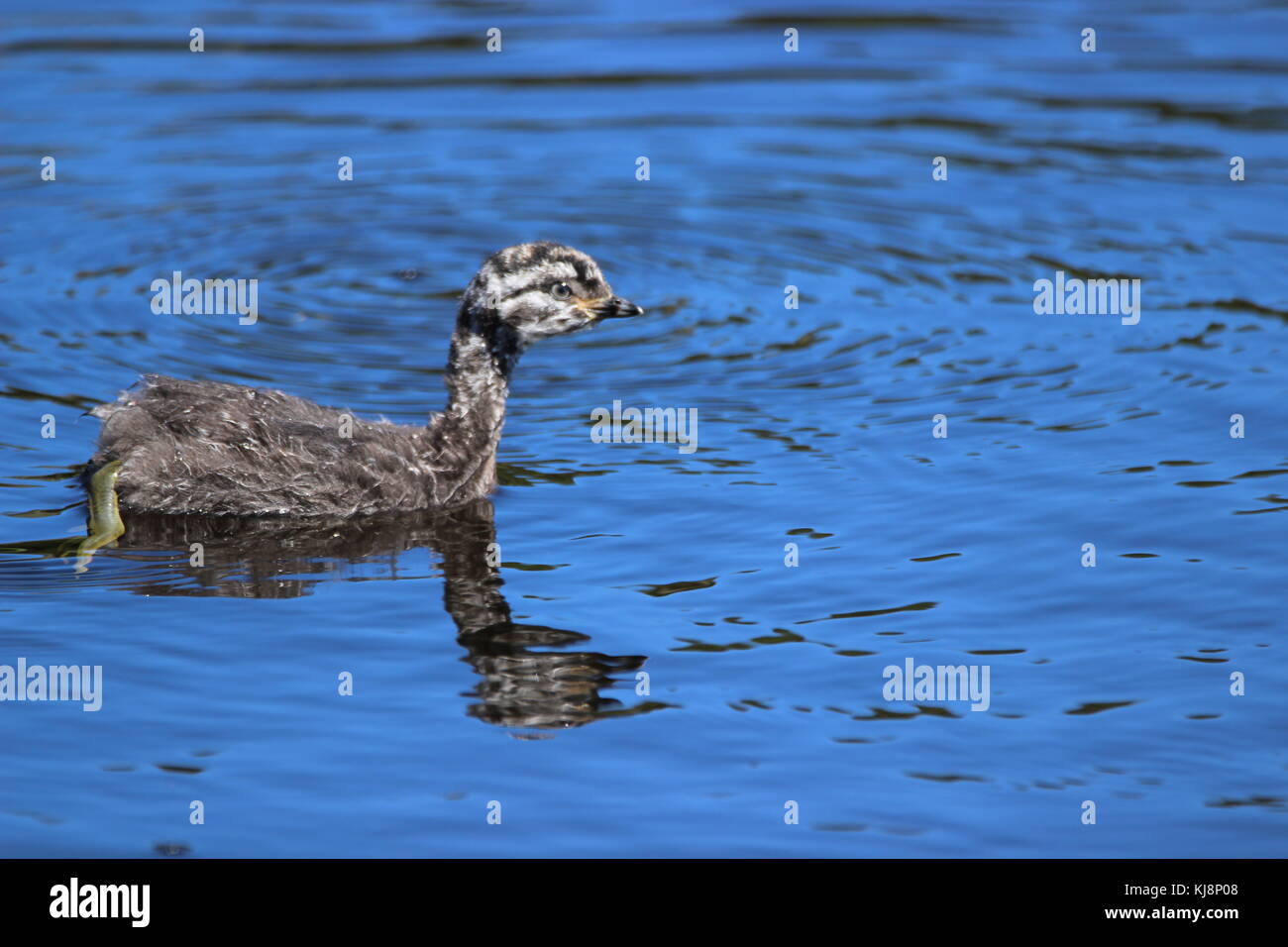 New Zealand dabchick Stock Photo - Alamy