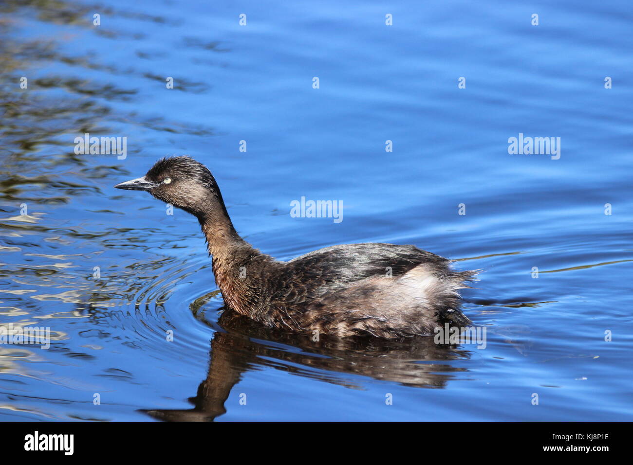 New Zealand dabchick Stock Photo - Alamy