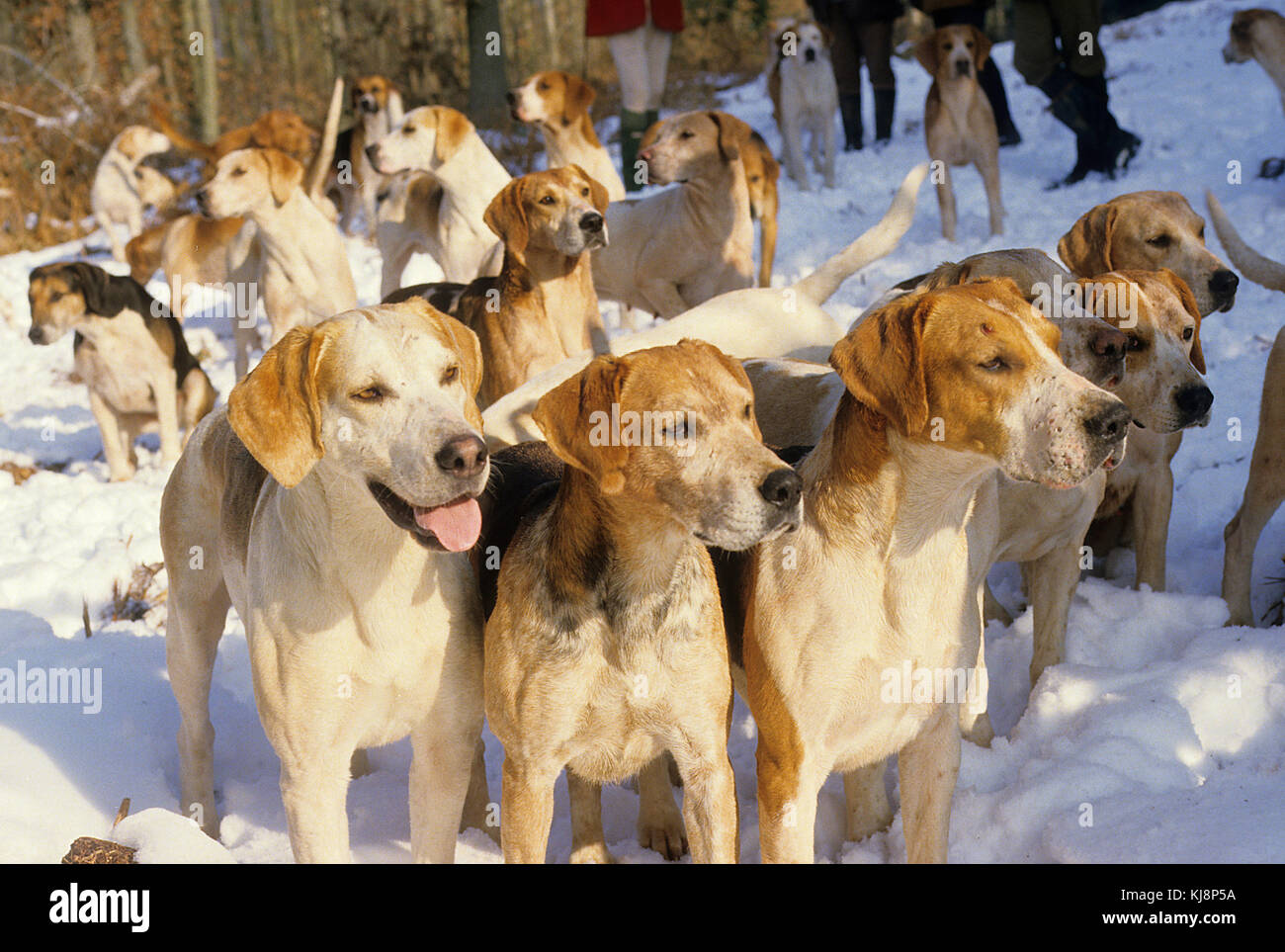Pack hound hi-res stock photography and images - Alamy