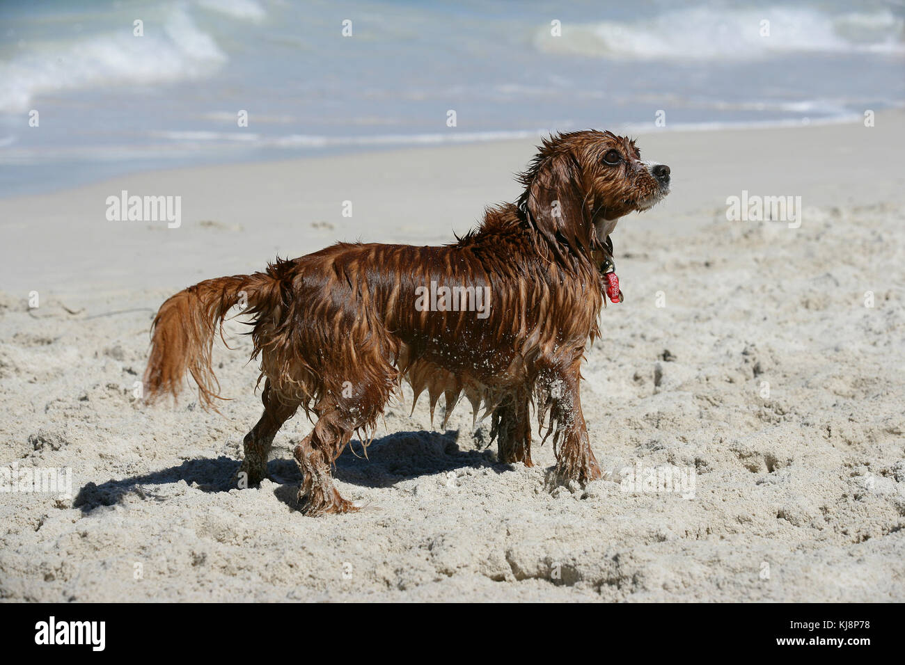 Cavalier spaniel beach hi-res stock photography and images - Alamy