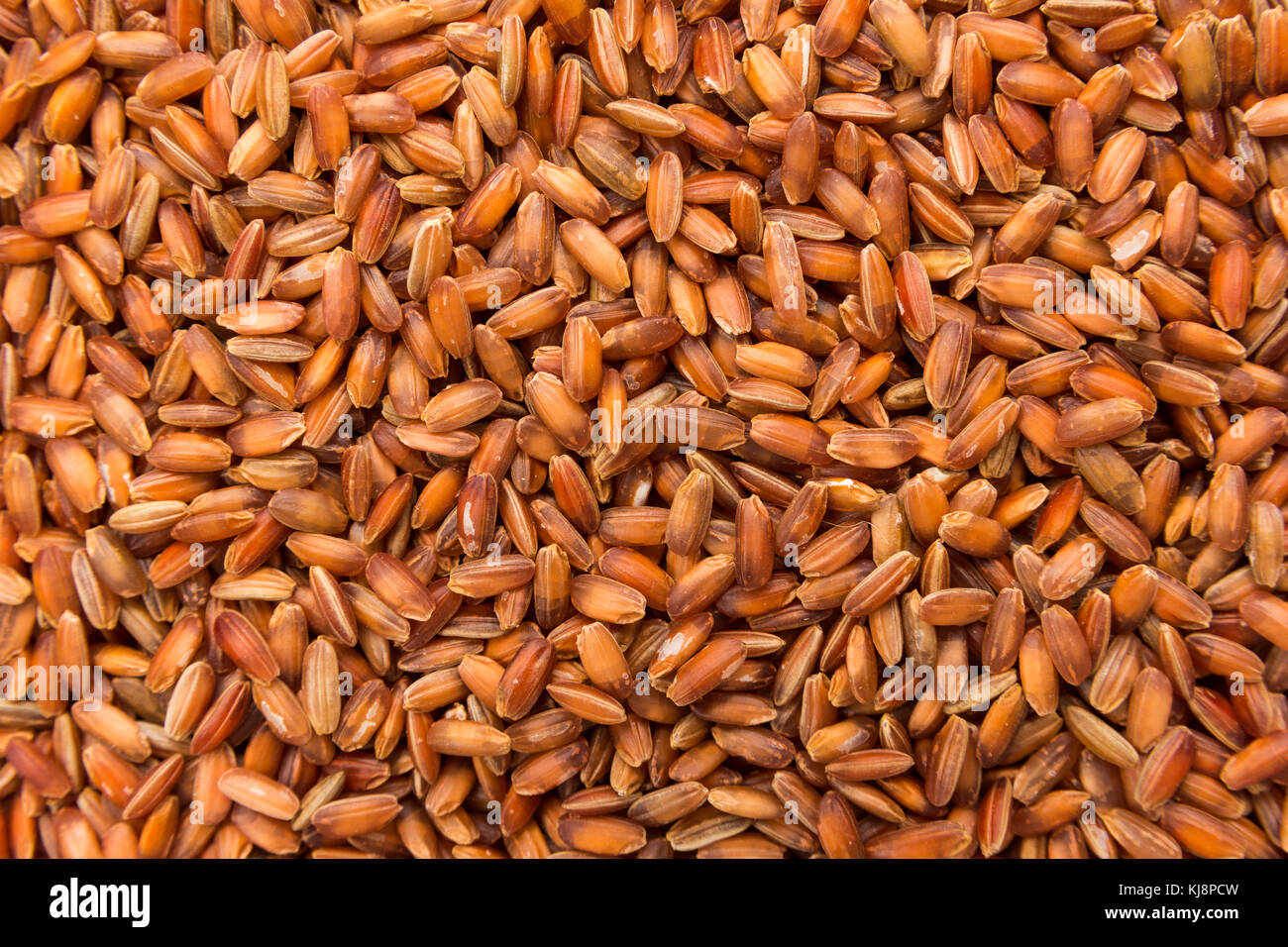 Oryza Sativa Grains High Resolution Stock Photography and Images - Alamy
