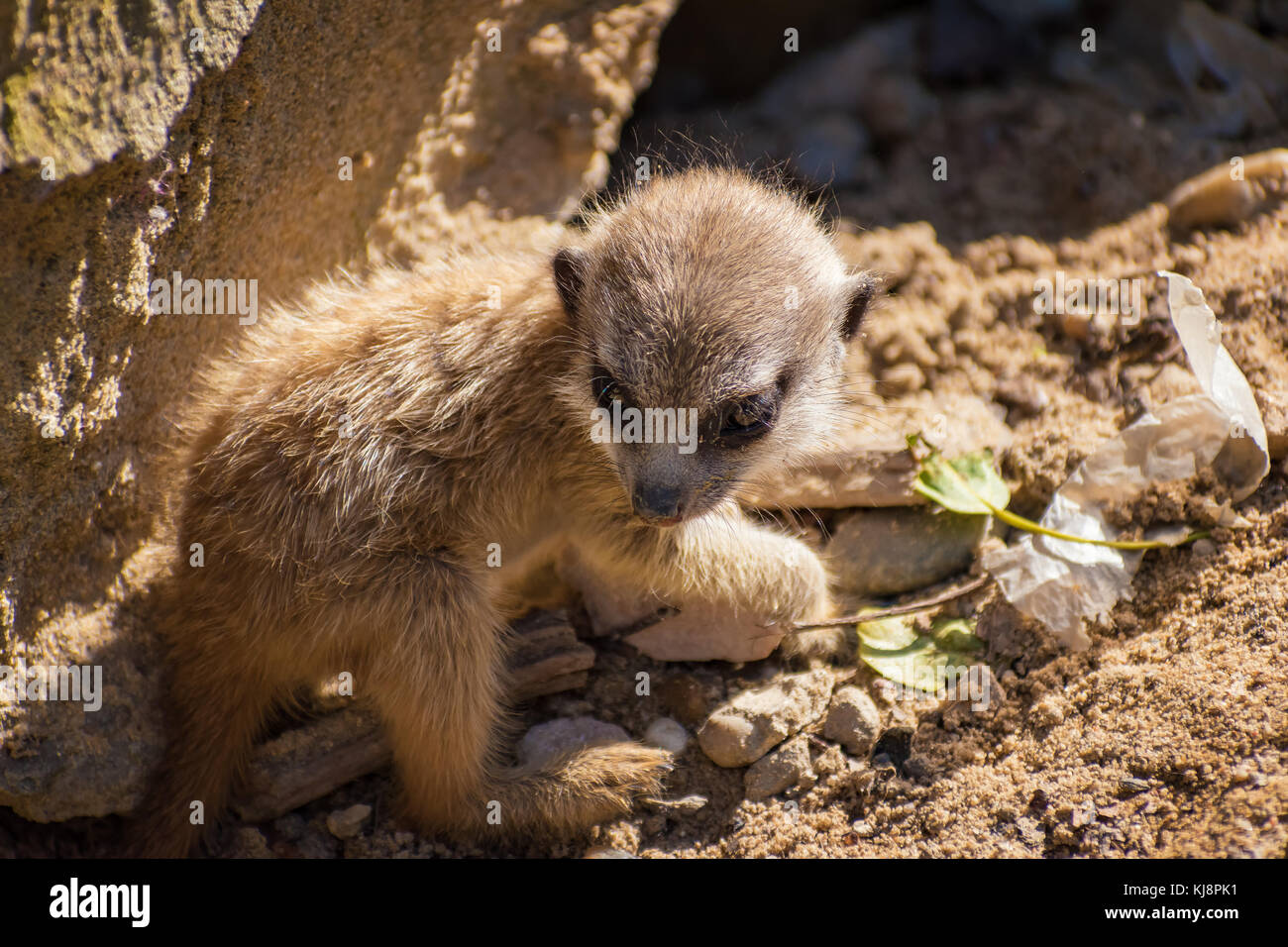 A very young suricate pup standing on the sand (Suricata suricatta ...