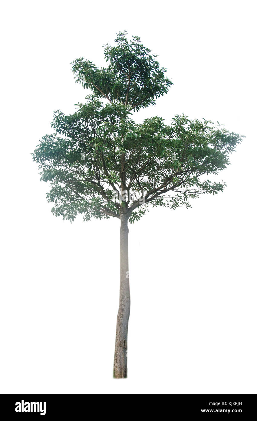 tree on a white background Stock Photo - Alamy