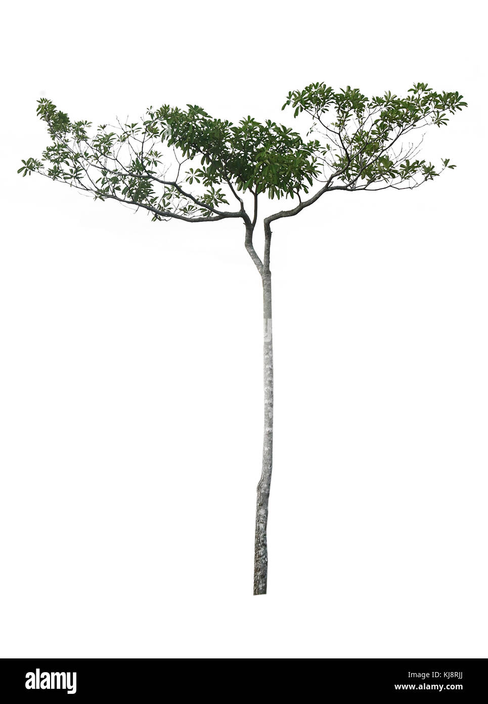 tree on a white background Stock Photo - Alamy