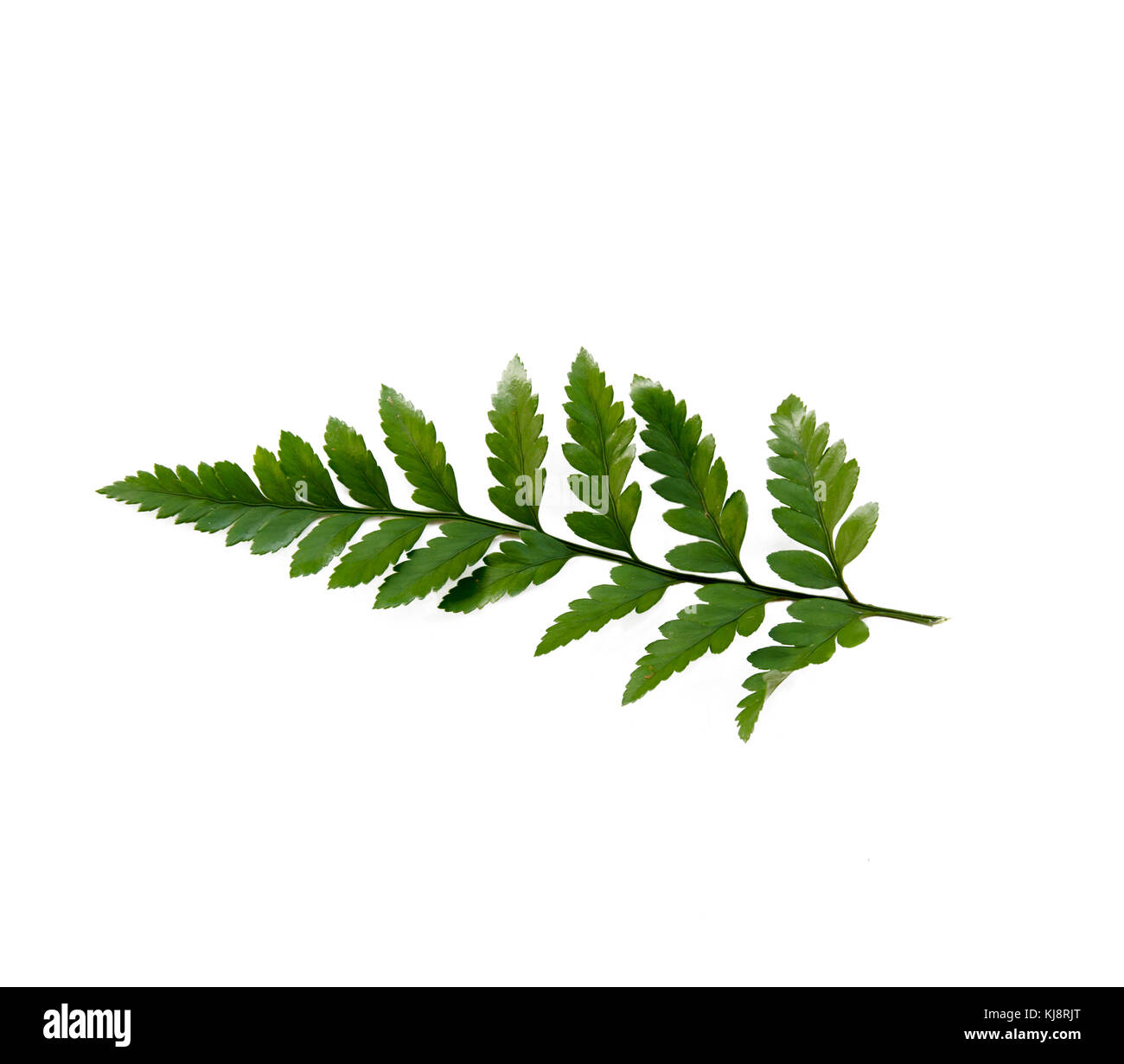 Tree Fern Cut Out Stock Images & Pictures - Alamy