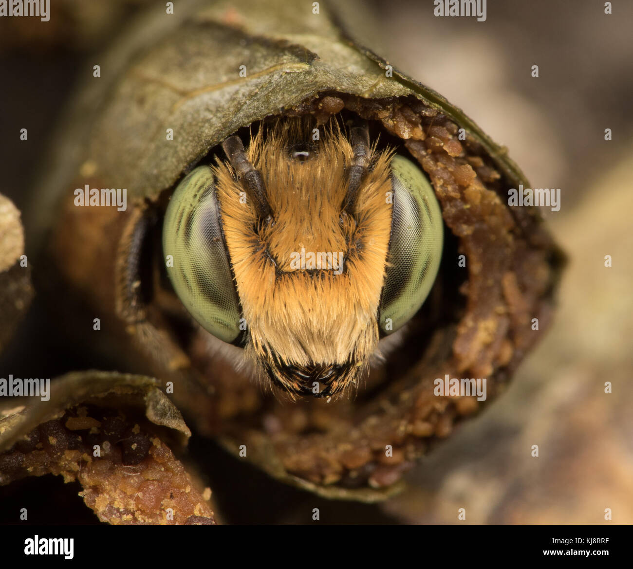 Alfalfa leafcutter bee carrying leaf into bee hotel Stock Photo - Alamy