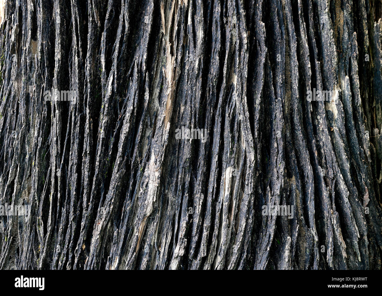 Close-up view of the tree trunk wood texture near the National Monument ...