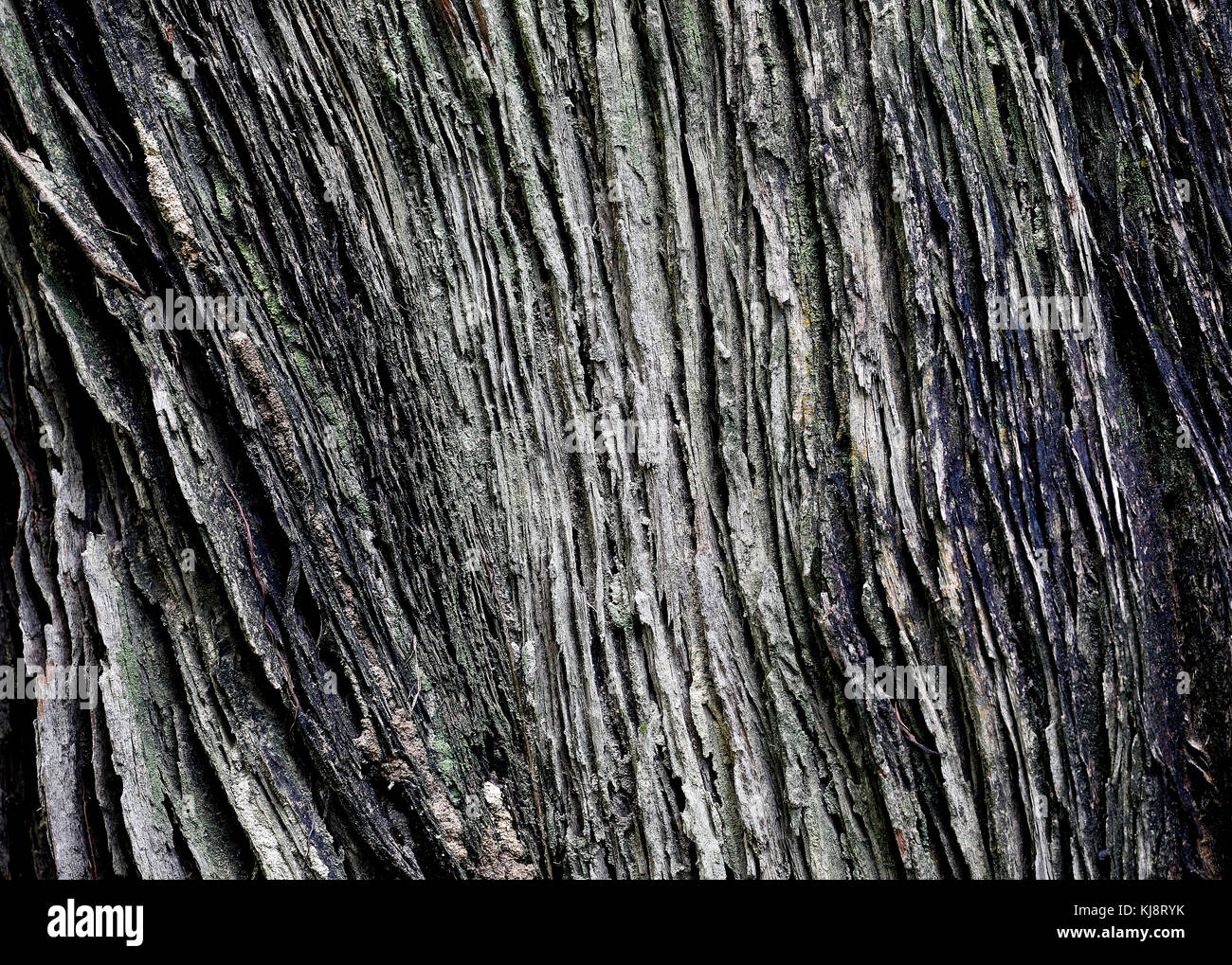 Close-up view of the tree trunk wood texture near the National Monument ...