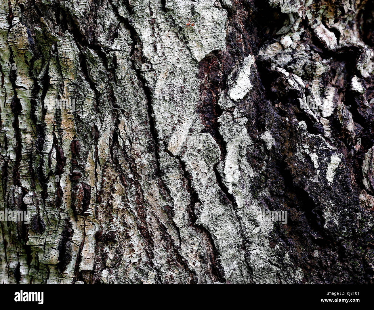 Close-up view of the tree trunk wood texture near the National Monument ...
