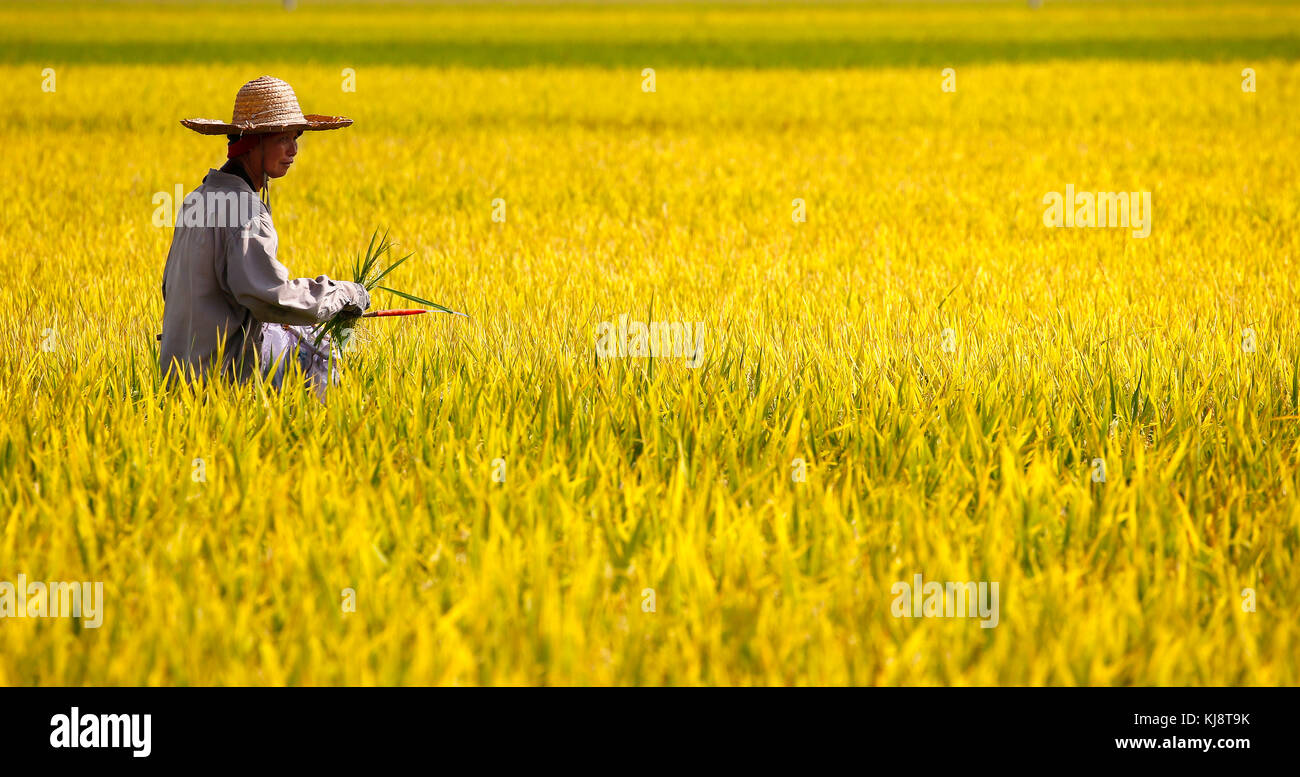Worker working at the paddy field is seen at Sekinchan, Malaysia on May ...