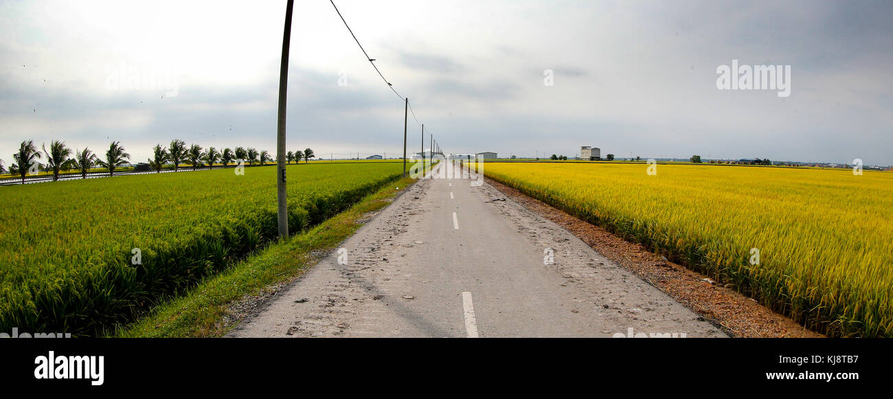 General views of the paddy field is seen at Sekinchan, Malaysia on May ...