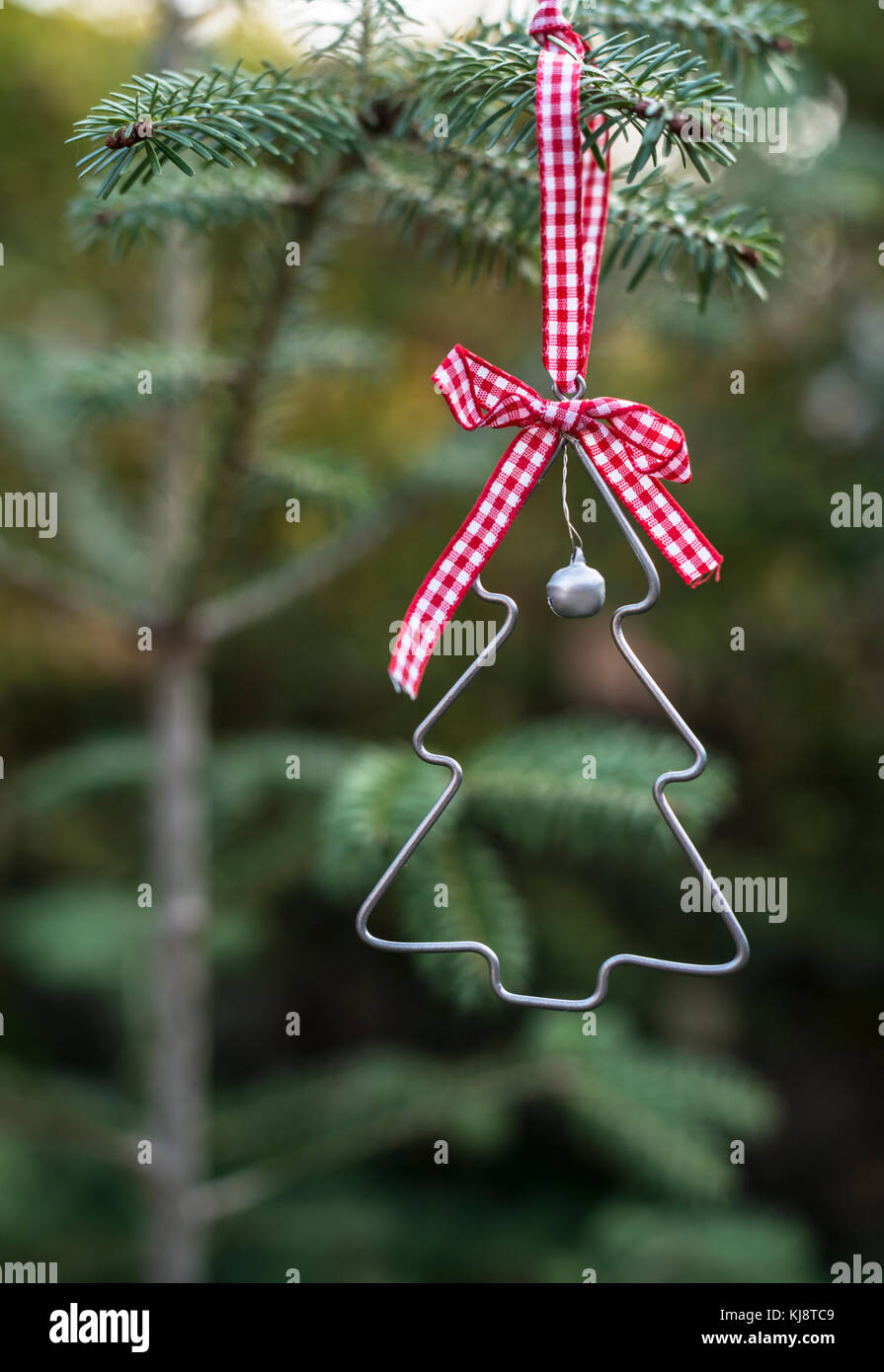 Christmas tree shape on real pine tree. Christmas tree miniature shape ...