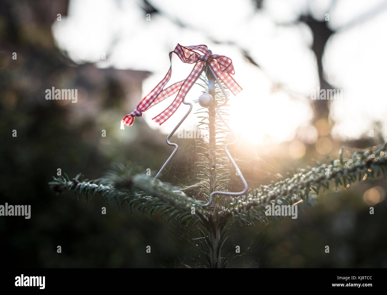Christmas tree on sun light. Christmas ornamental tree. Backlight Stock ...
