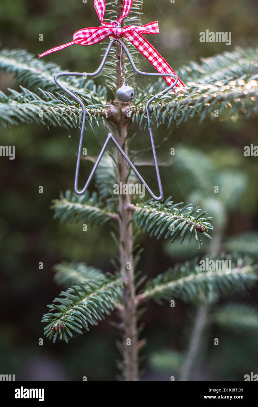 Christams star shape on fir tree in the garden Stock Photo - Alamy