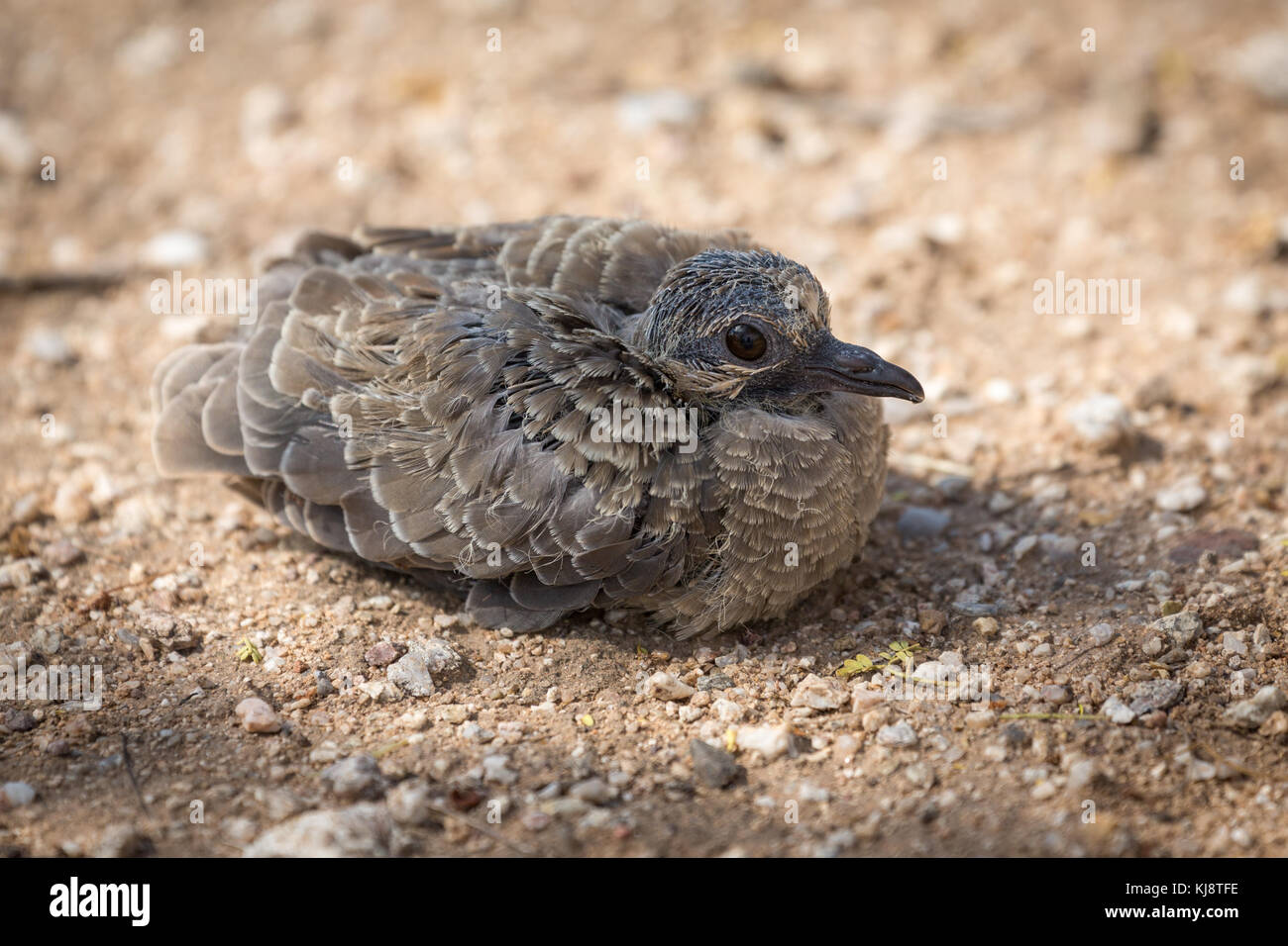 Inca Dove (Scardafella inca), chick sitting in sand, Tucson, Arizona ...