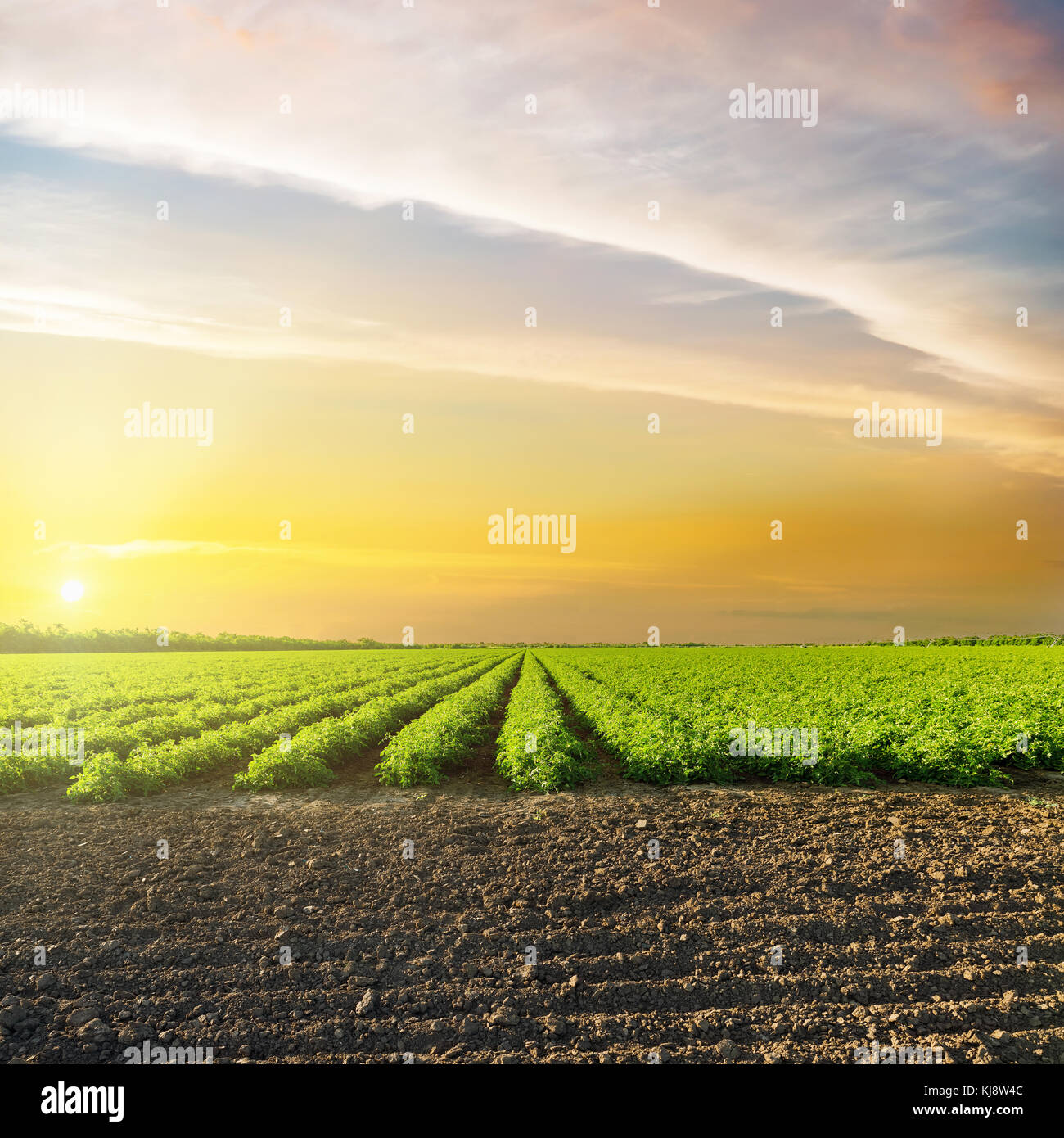 orange sunset in clouds over green agriculture field with tomatoes ...