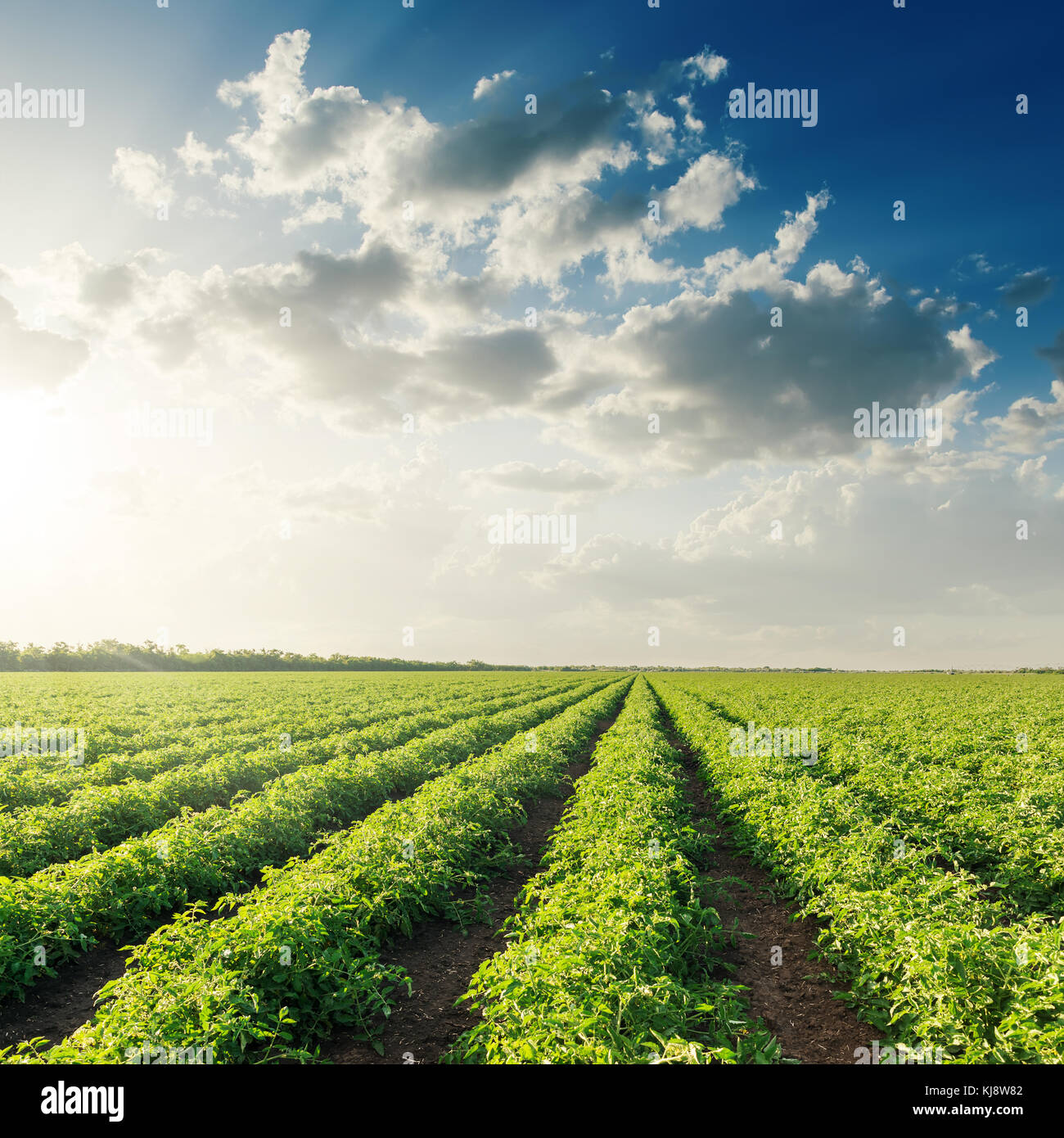 tomatoes field on sunset. agriculture green plants Stock Photo - Alamy