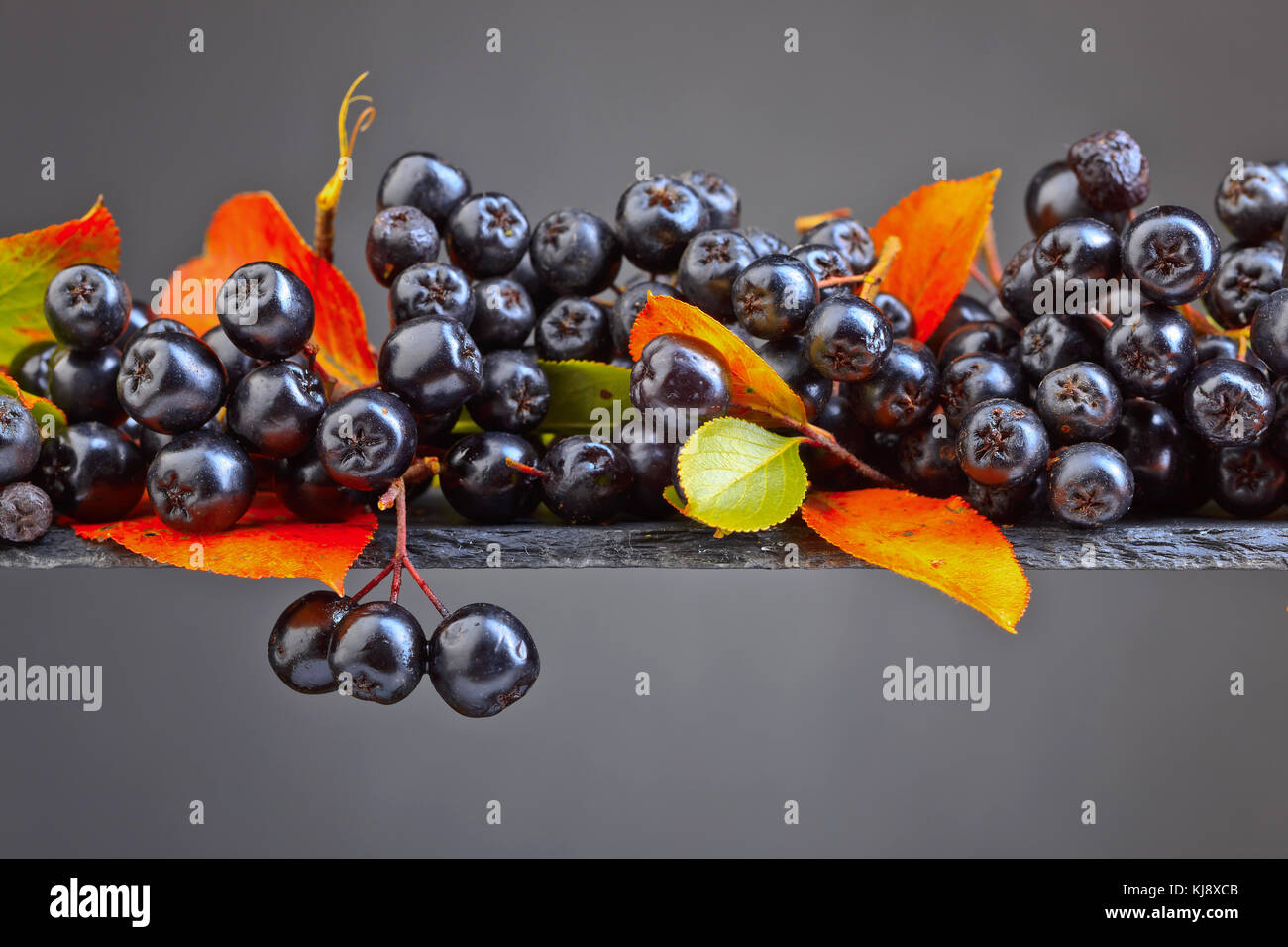 Black chokeberry (aronia melanocarpa) with autumn leaves on a dark ...