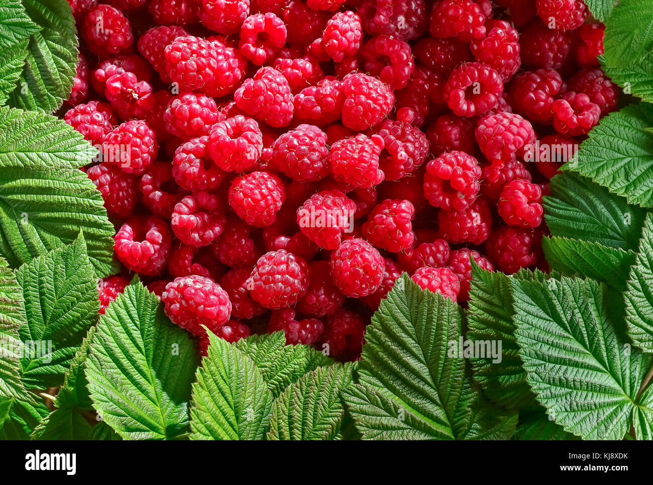 Ripe red Raspberry with leaves , top view Stock Photo - Alamy