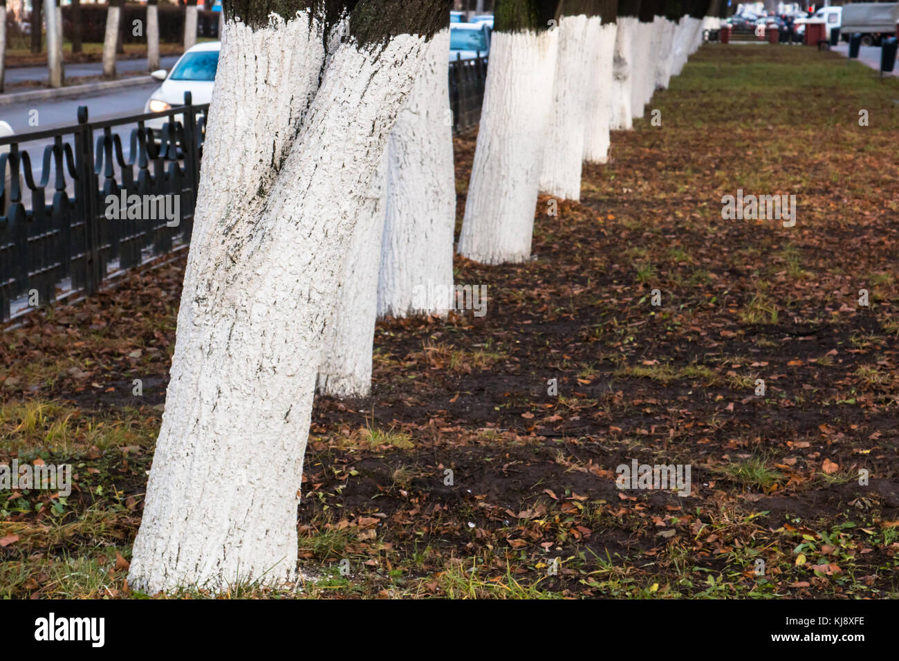 Trunks of deciduous trees painted by the garden whitewashing outdoors ...
