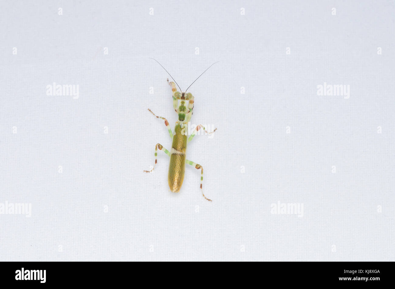 male banded flower mantis. Theopropus elegans, praying mantis malaysia ...
