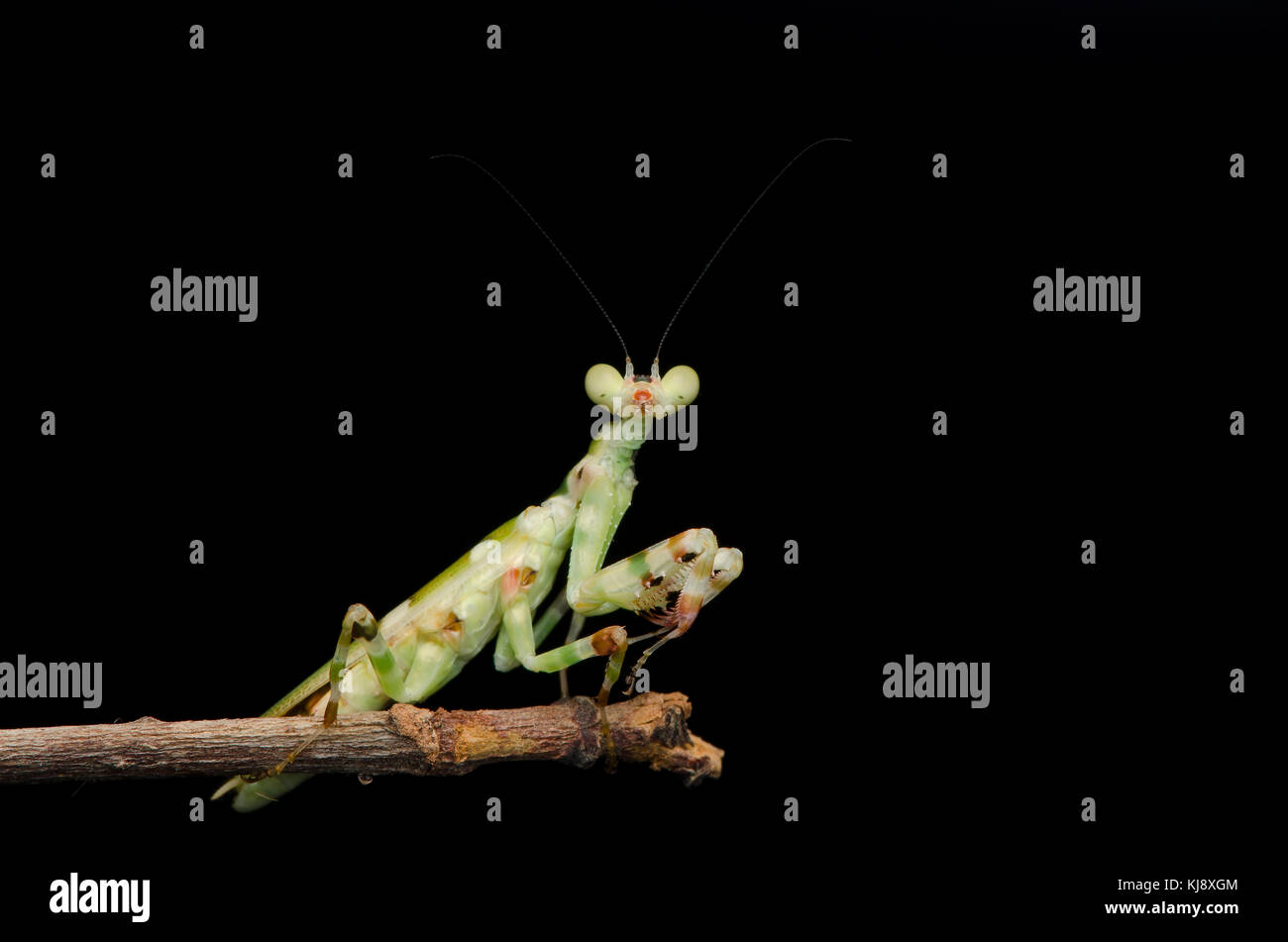 male banded flower mantis. Theopropus elegans, praying mantis malaysia ...