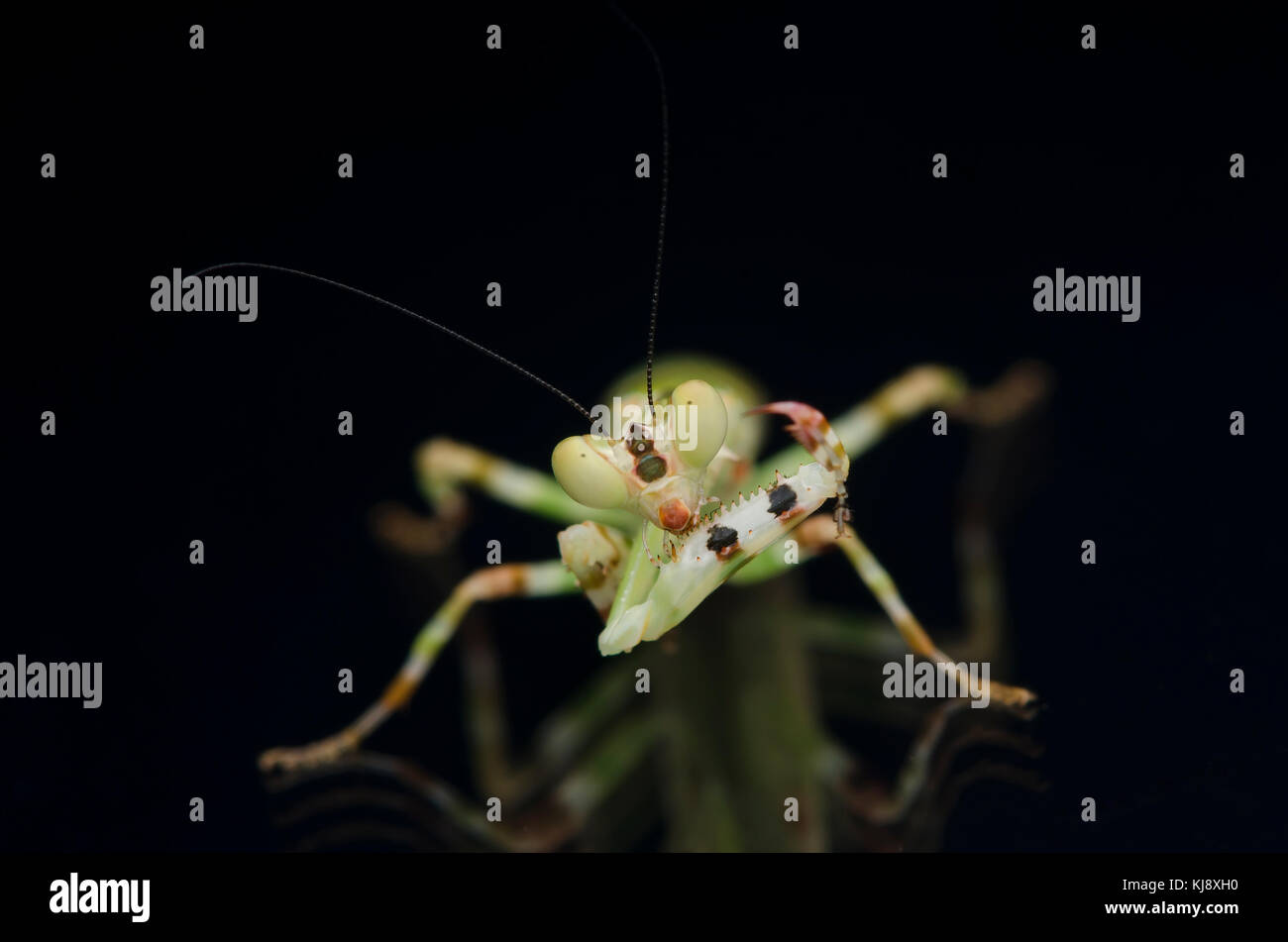 male banded flower mantis. Theopropus elegans, praying mantis malaysia ...