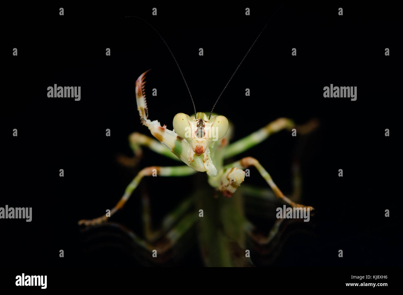 male banded flower mantis. Theopropus elegans, praying mantis malaysia ...