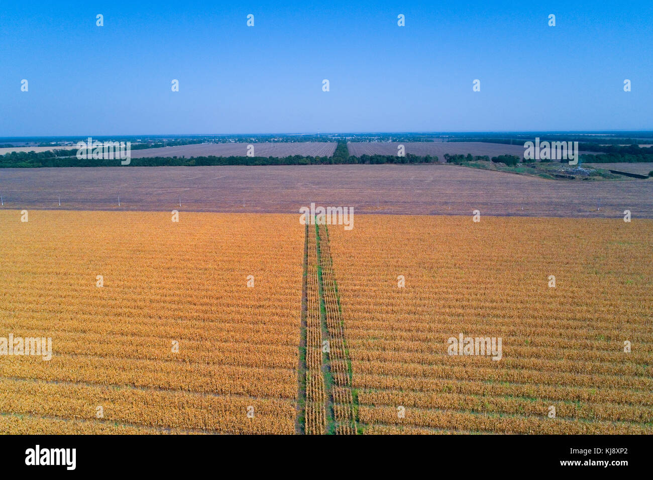 Corn field in the central strip of Russia. Aerial photography Stock ...