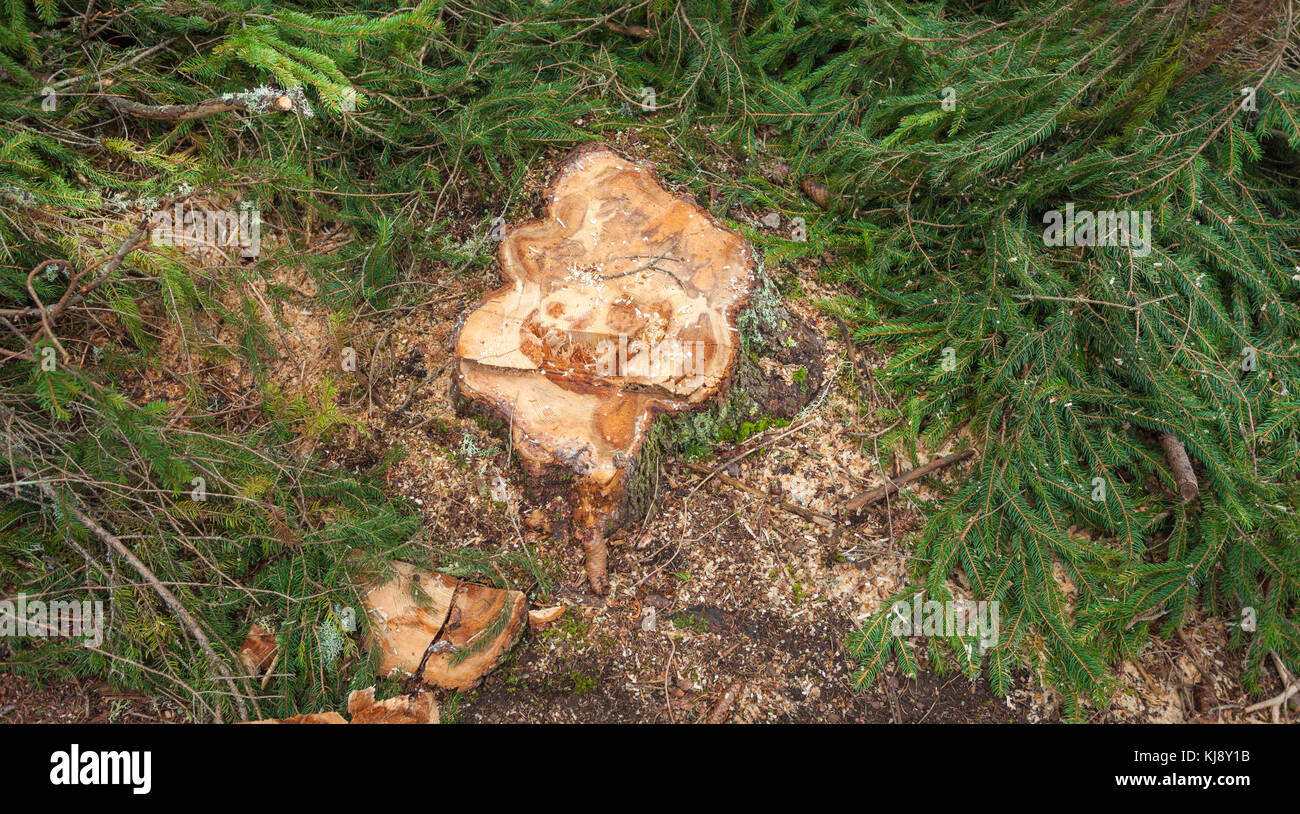cut pine tree inside an Italian forest. Cross section of a young pine ...