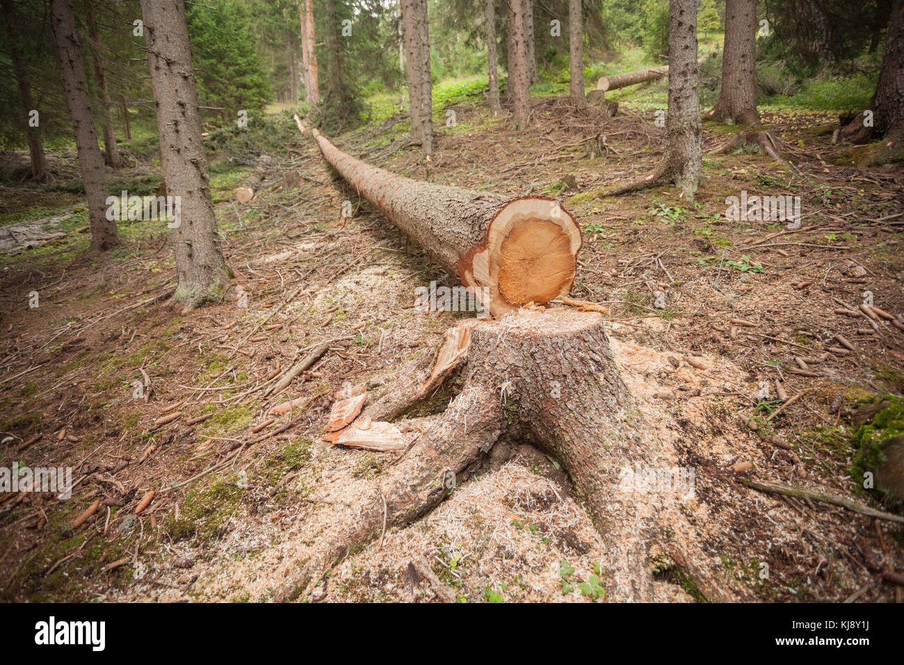 cut pine tree inside an Italian forest. Cross section of a young pine ...