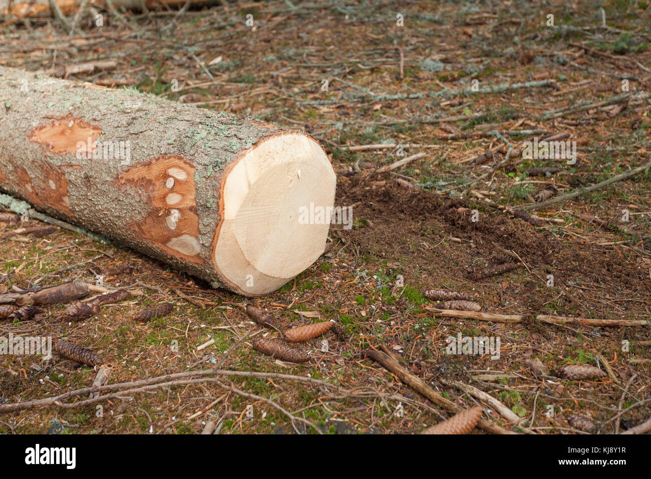 cut pine tree inside an Italian forest. Cross section of a young pine ...