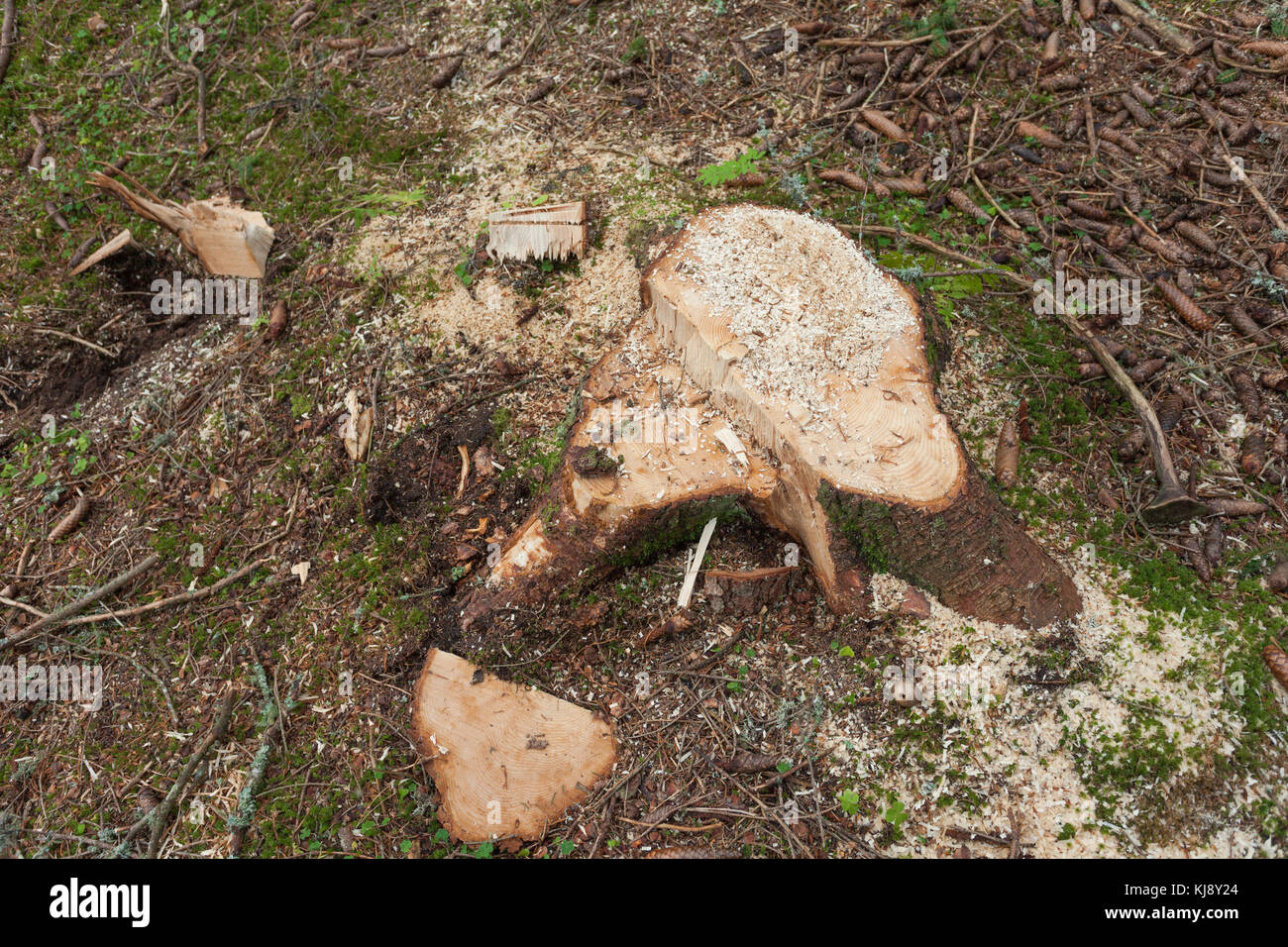 cut pine tree inside an Italian forest. Cross section of a young pine ...