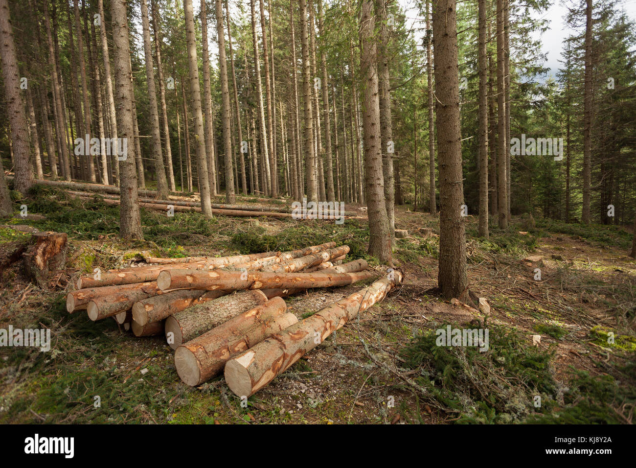 cut pine tree inside an Italian forest. Cross section of a young pine ...
