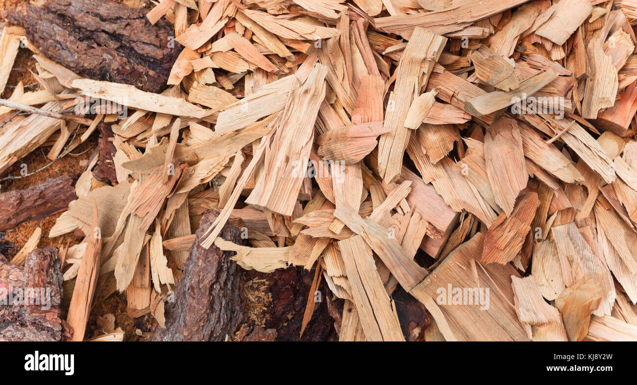 cut pine tree inside an Italian forest. Cross section of a young pine ...