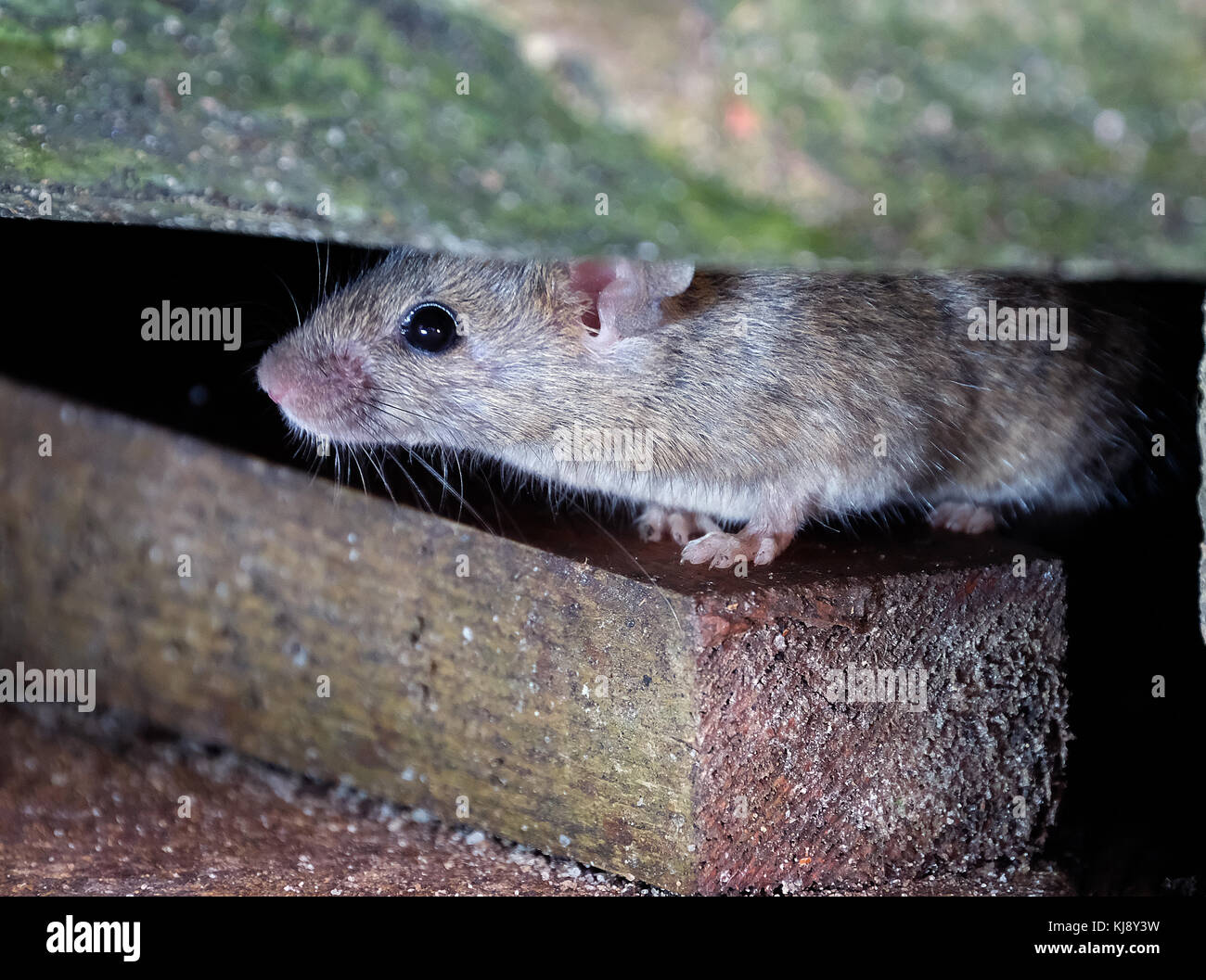 Eats mice hi-res stock photography and images - Alamy