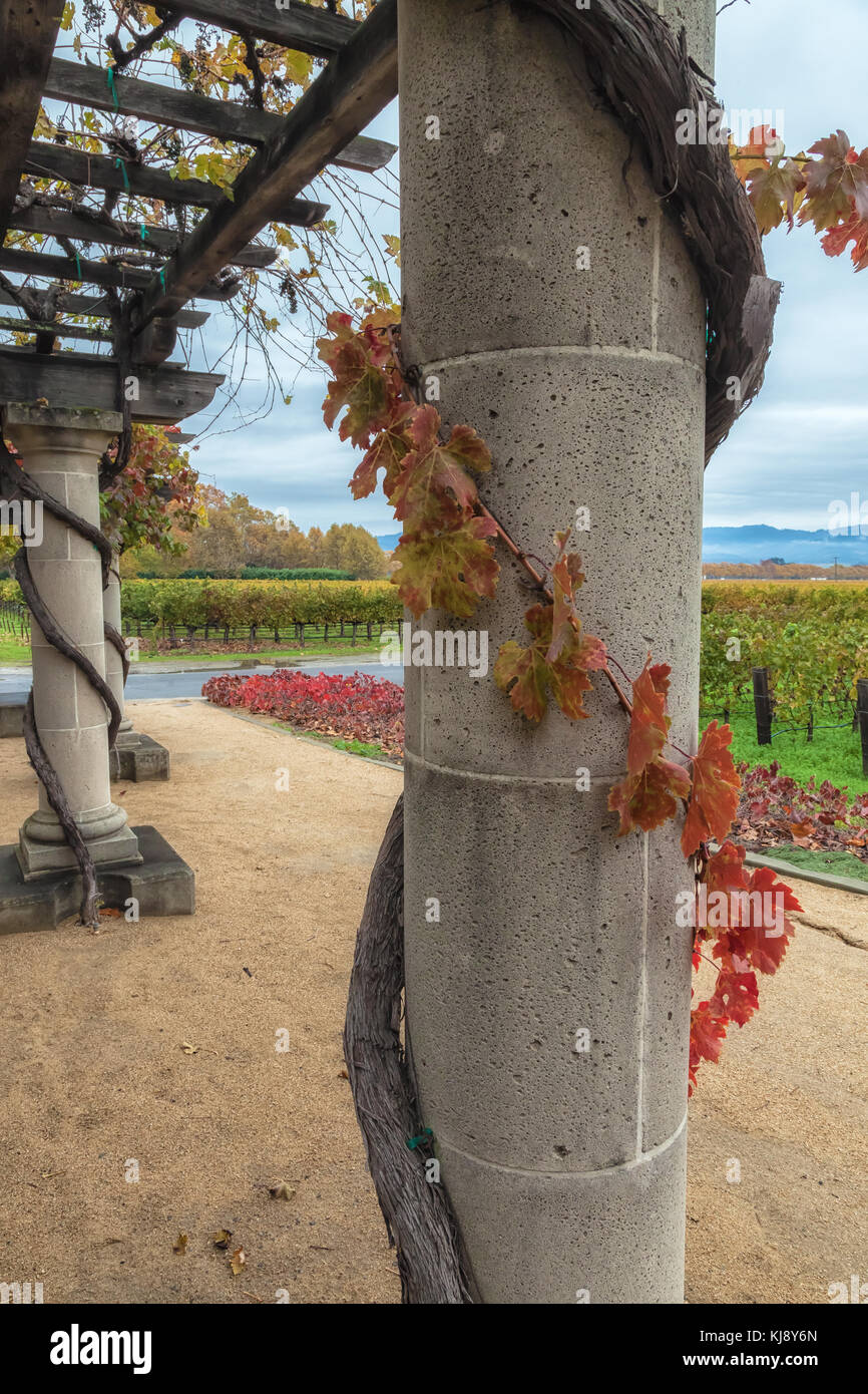 Close up of the pergola column grapevine, Napa Valley vineyard ...