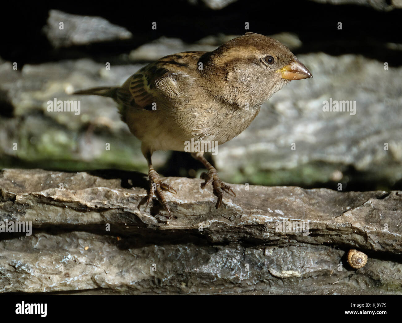Female House sparrow in garden Stock Photo - Alamy