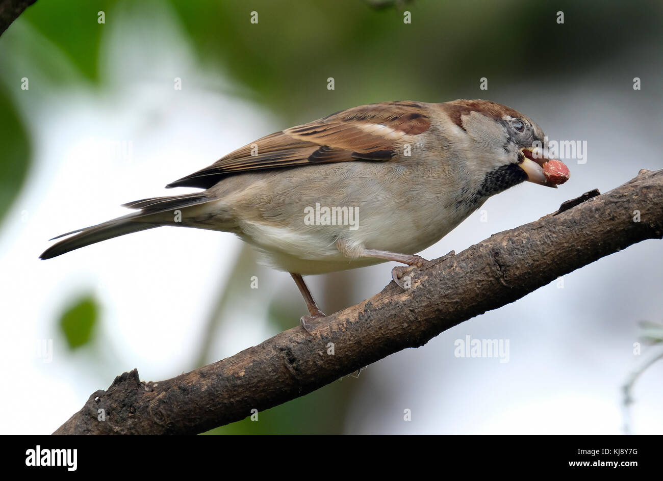 Female House sparrow in garden Stock Photo - Alamy