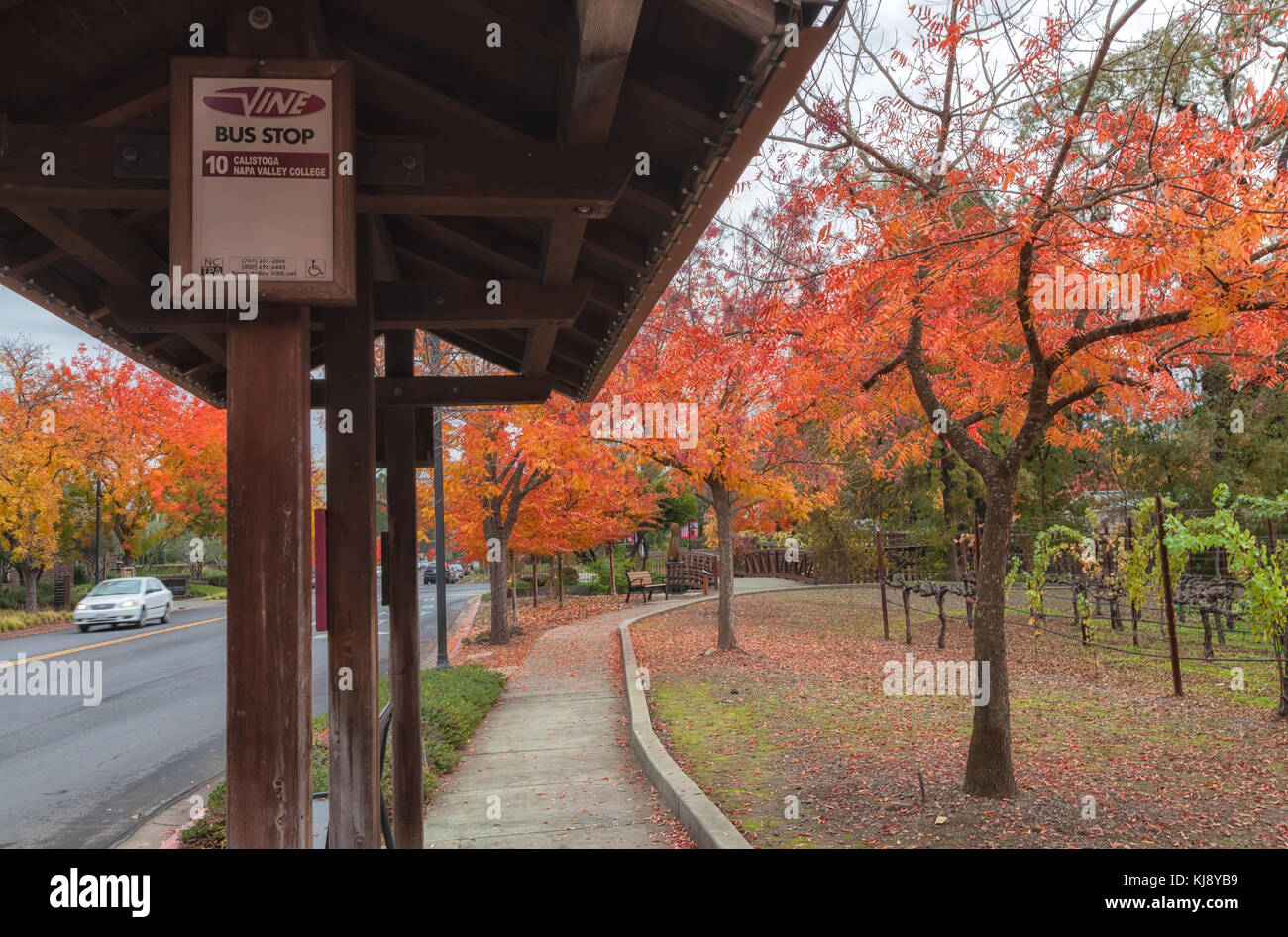 The bus stop, and Chinese pistache (Pistacia chinensis),in their fall ...