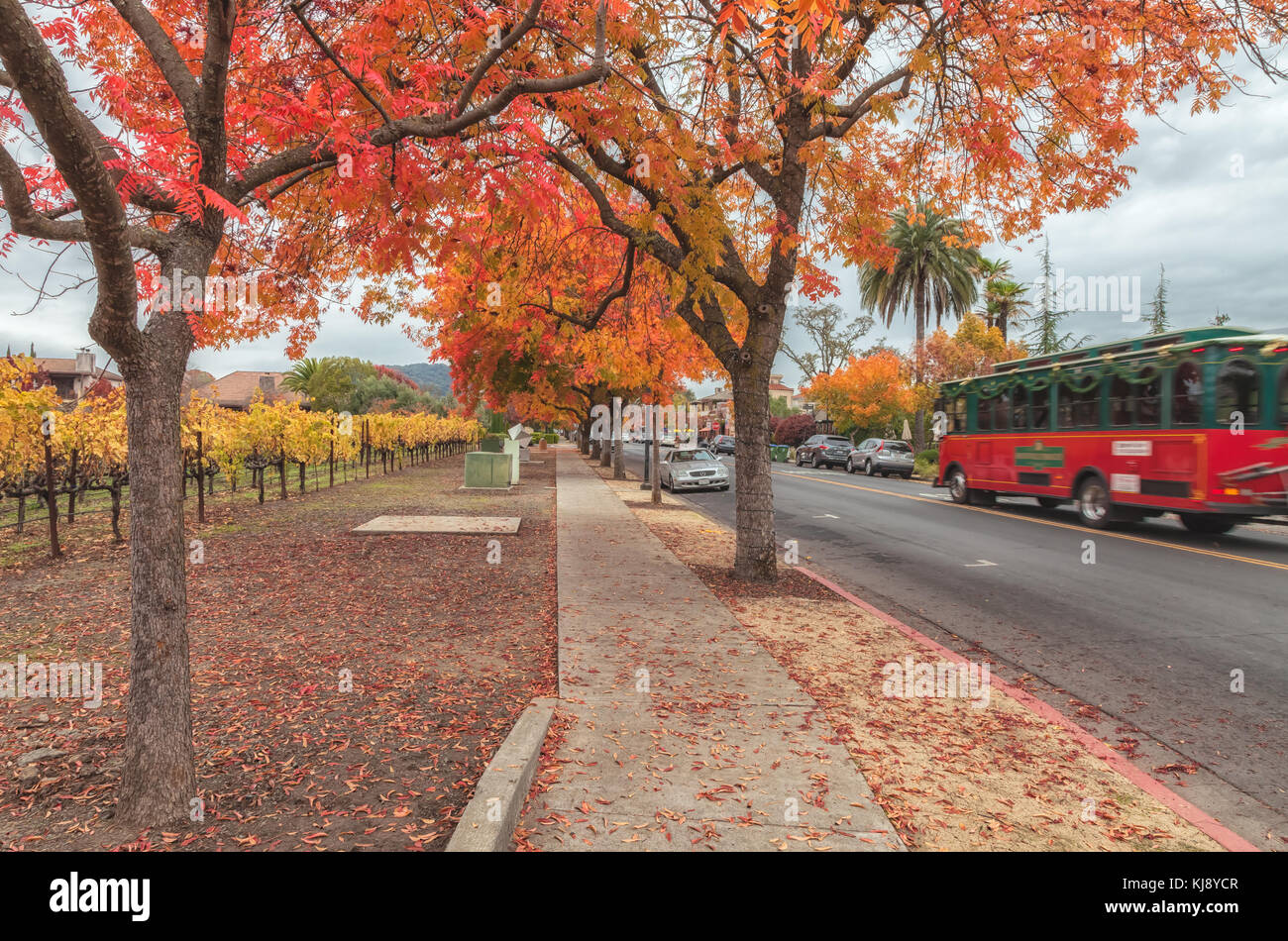 Chinese pistache (Pistacia chinensis),in their fall colors, on the ...