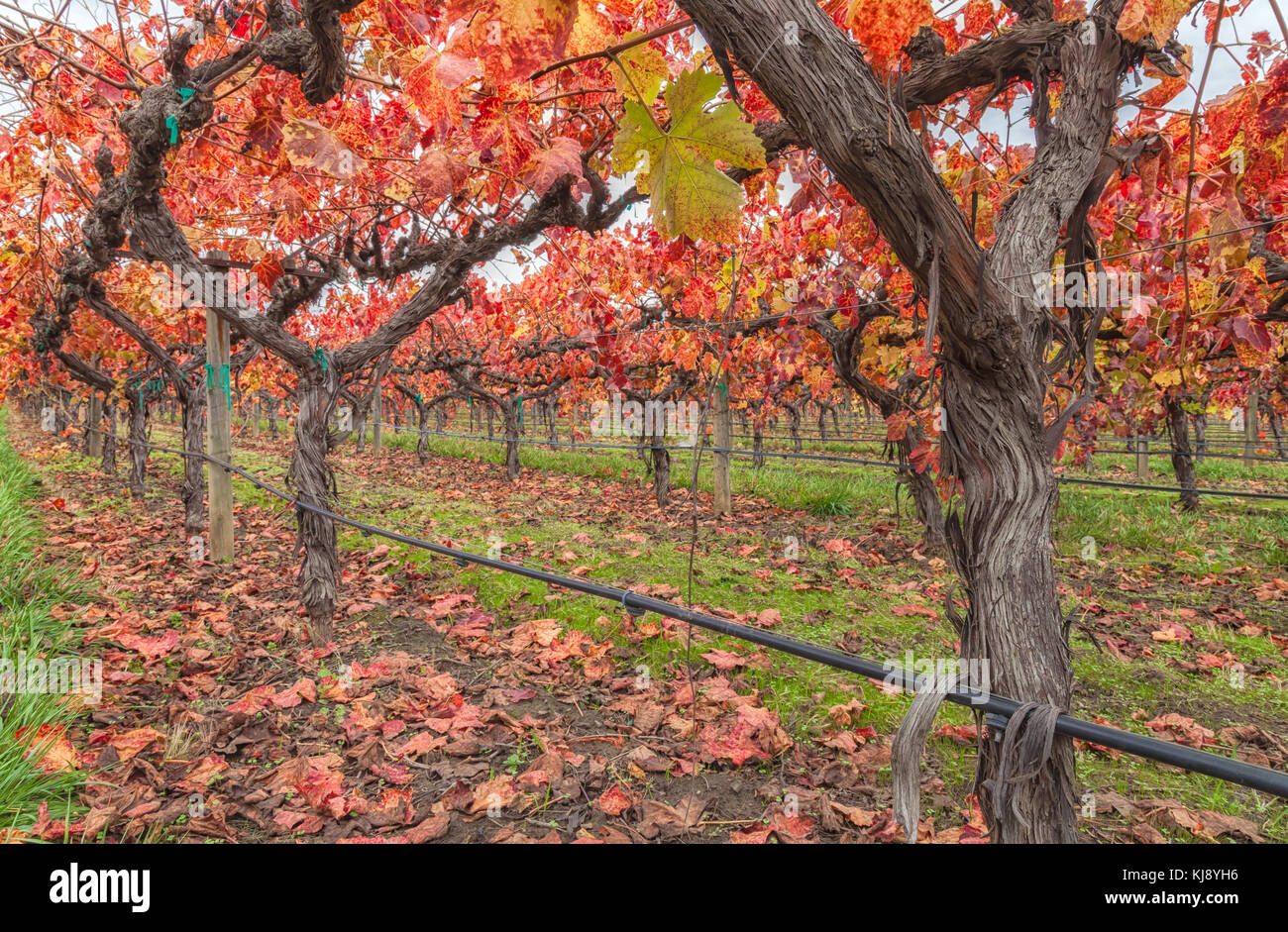 Grapevines display their red color leaves in autumn, Yountville, Napa ...